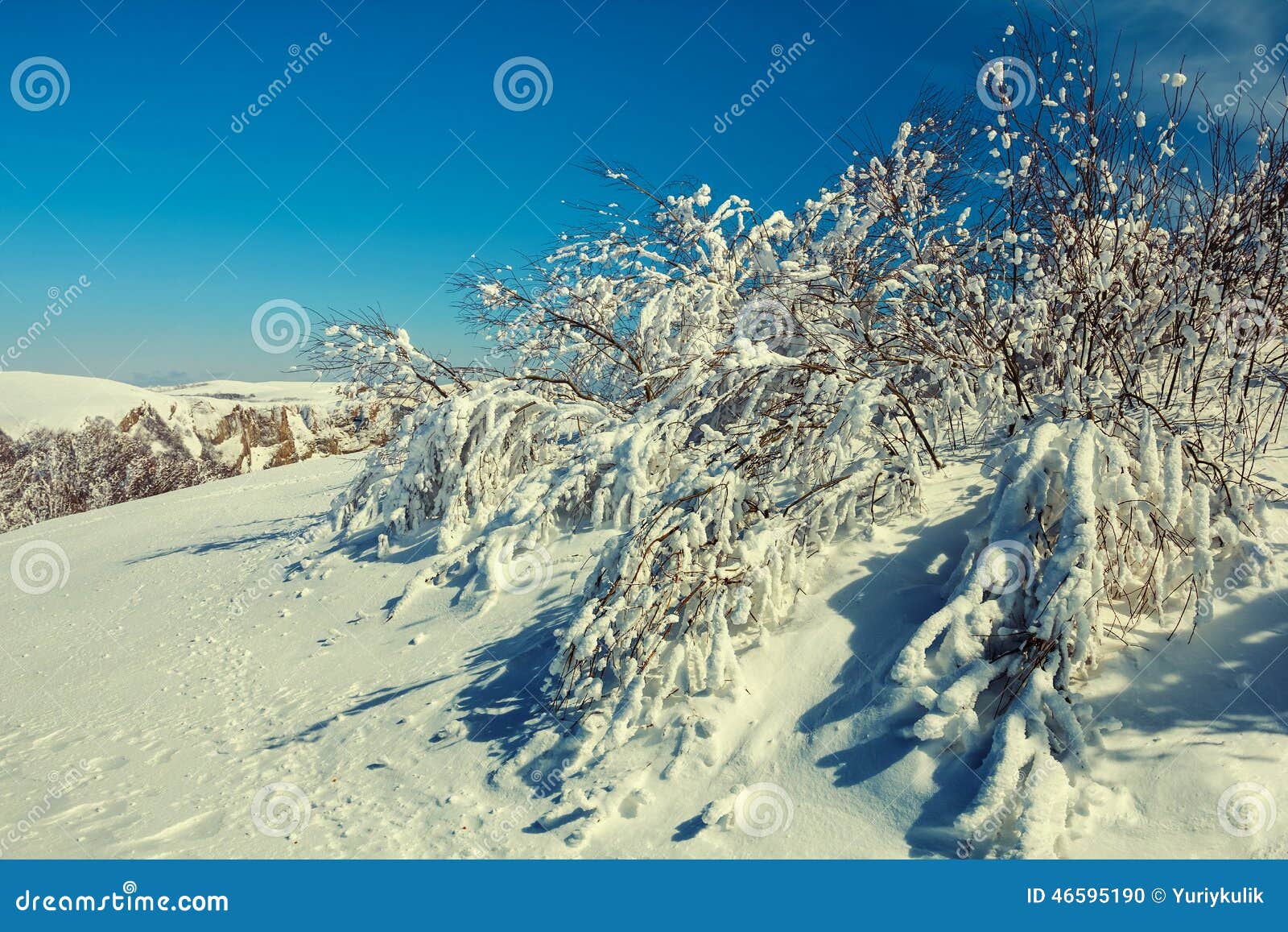 Winter hills scene stock photo. Image of needle, branch - 46595190