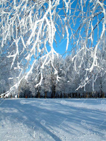 Winter hoar-frost. stock photo. Image of peaceful, real - 295134