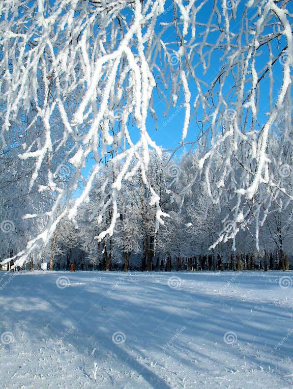 Winter hoar-frost. stock photo. Image of peaceful, real - 295134