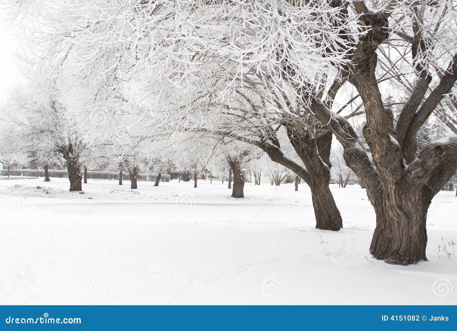 Winter hoar frost 3 stock photo. Image of winter, time - 4151082