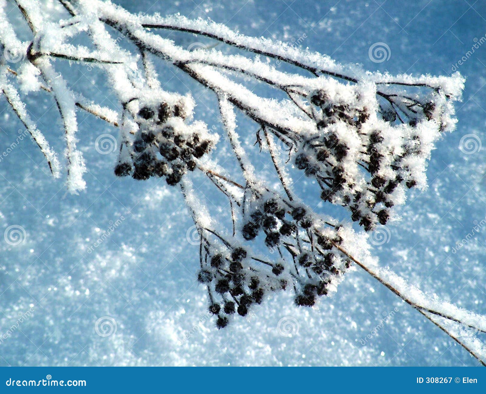 Winter hoar-frost on herb stock image. Image of season - 308267