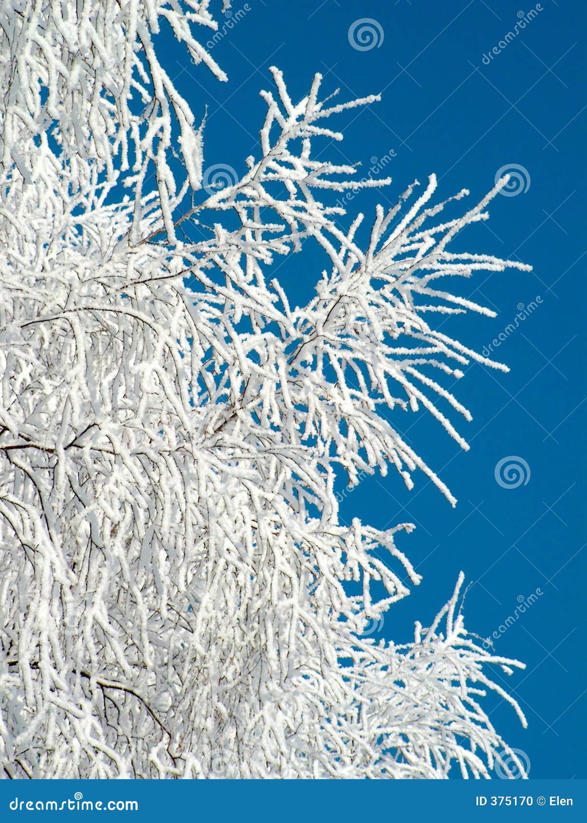 Winter hoar-frost on tree stock photo. Image of russia - 375170