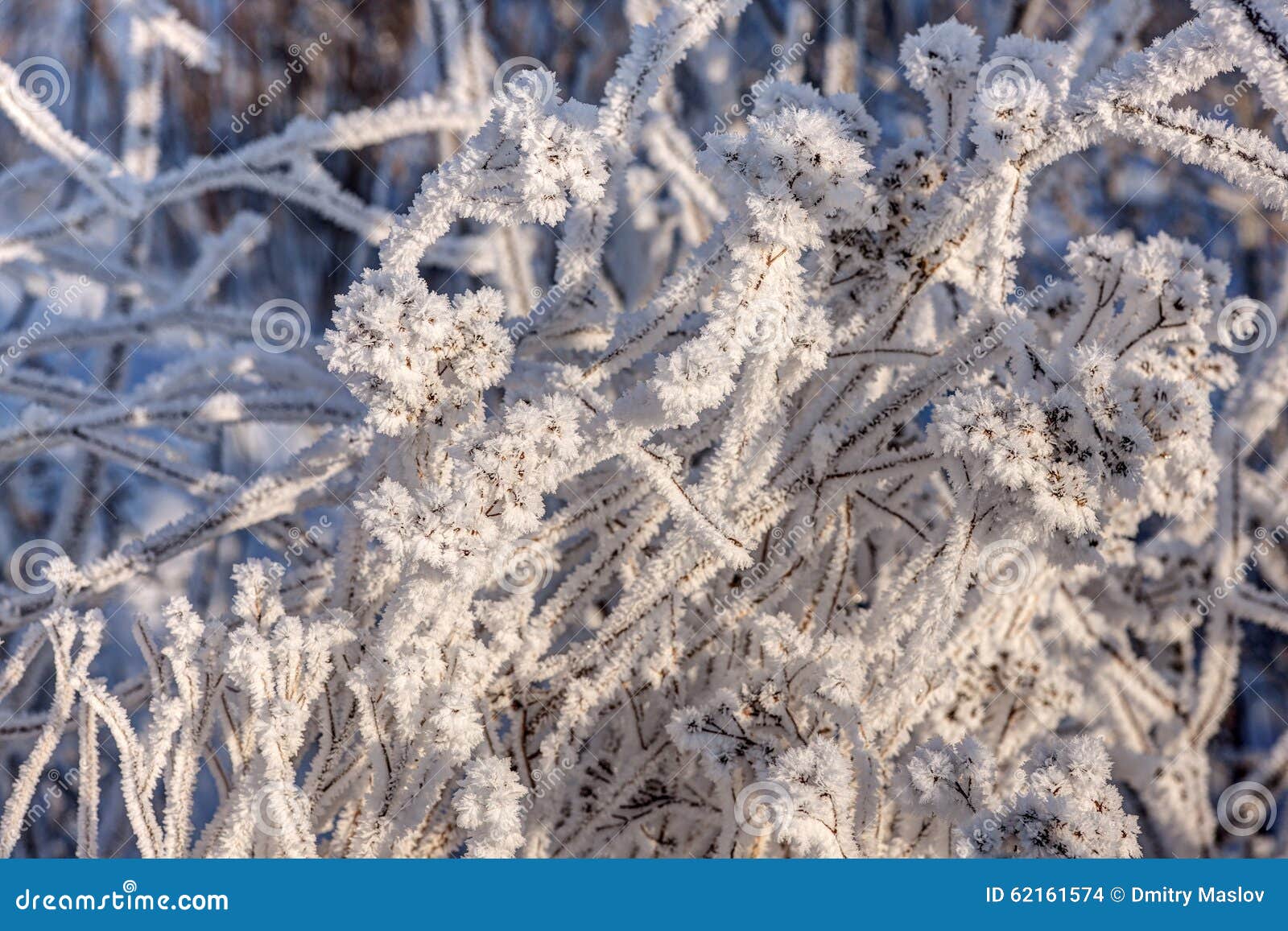 Winter hoarfrost close up stock photo. Image of temperature - 62161574
