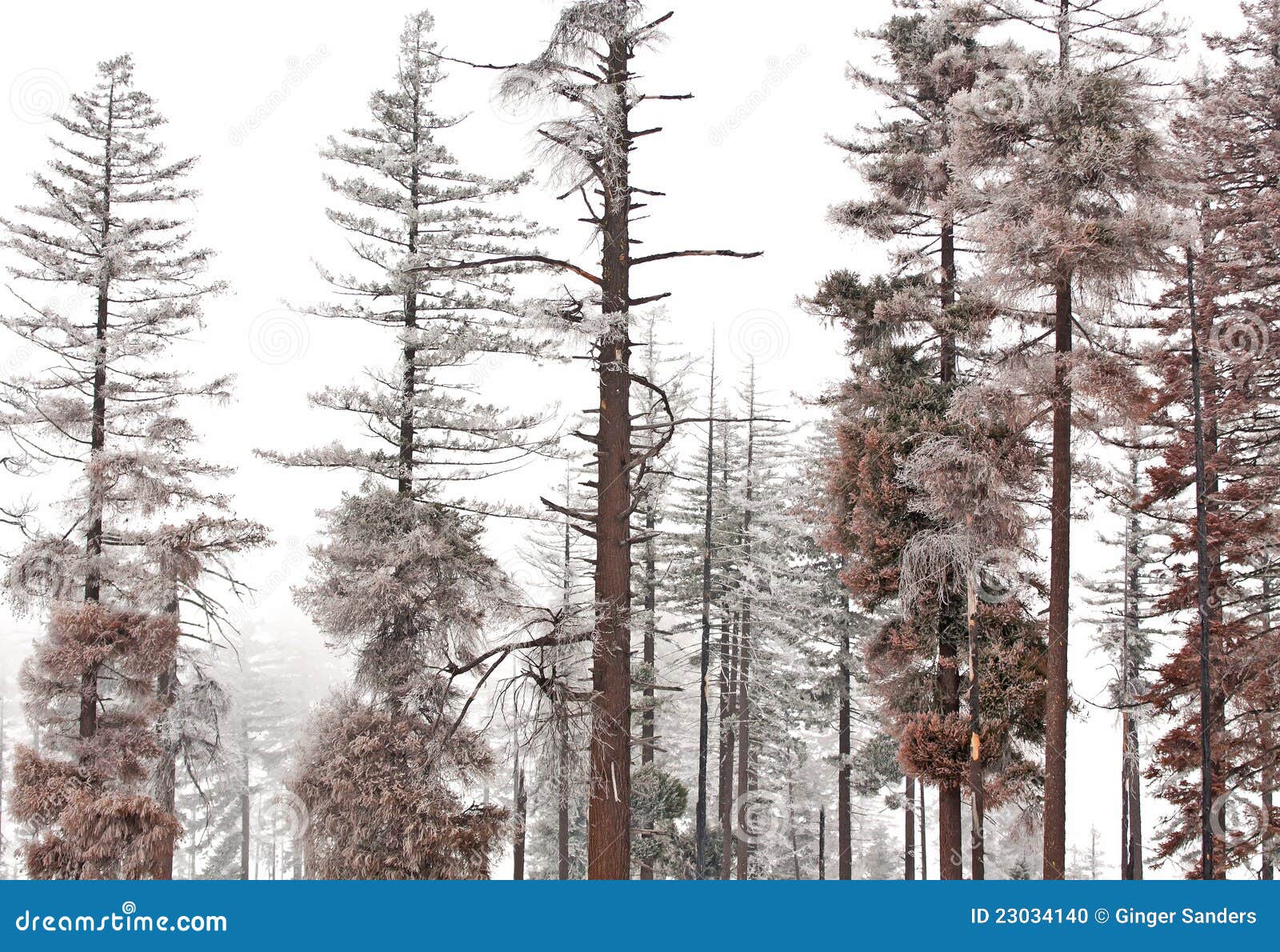 Winter Hoarfrost on Pine Trees Stock Photo - Image of destroyed ...