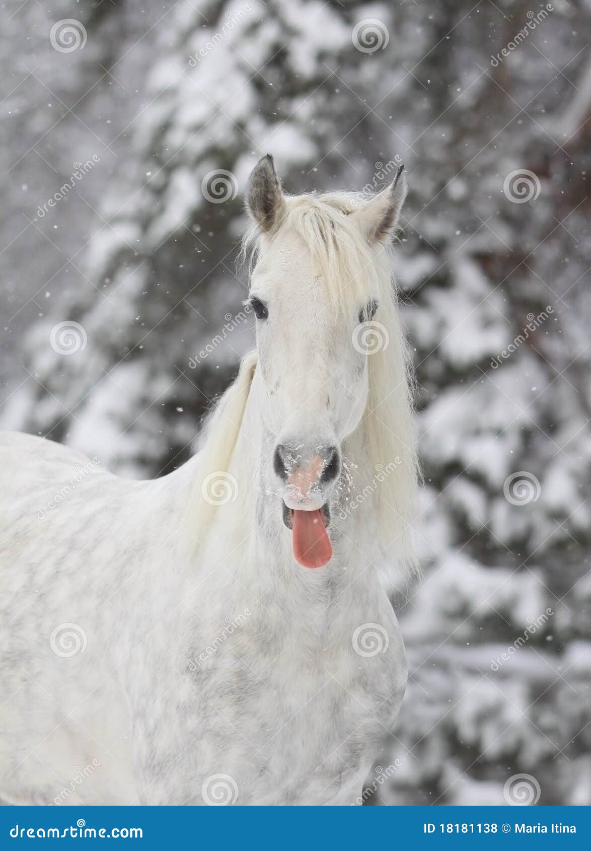 Winter horse stock photo. Image of domesticated, livestock - 18181138
