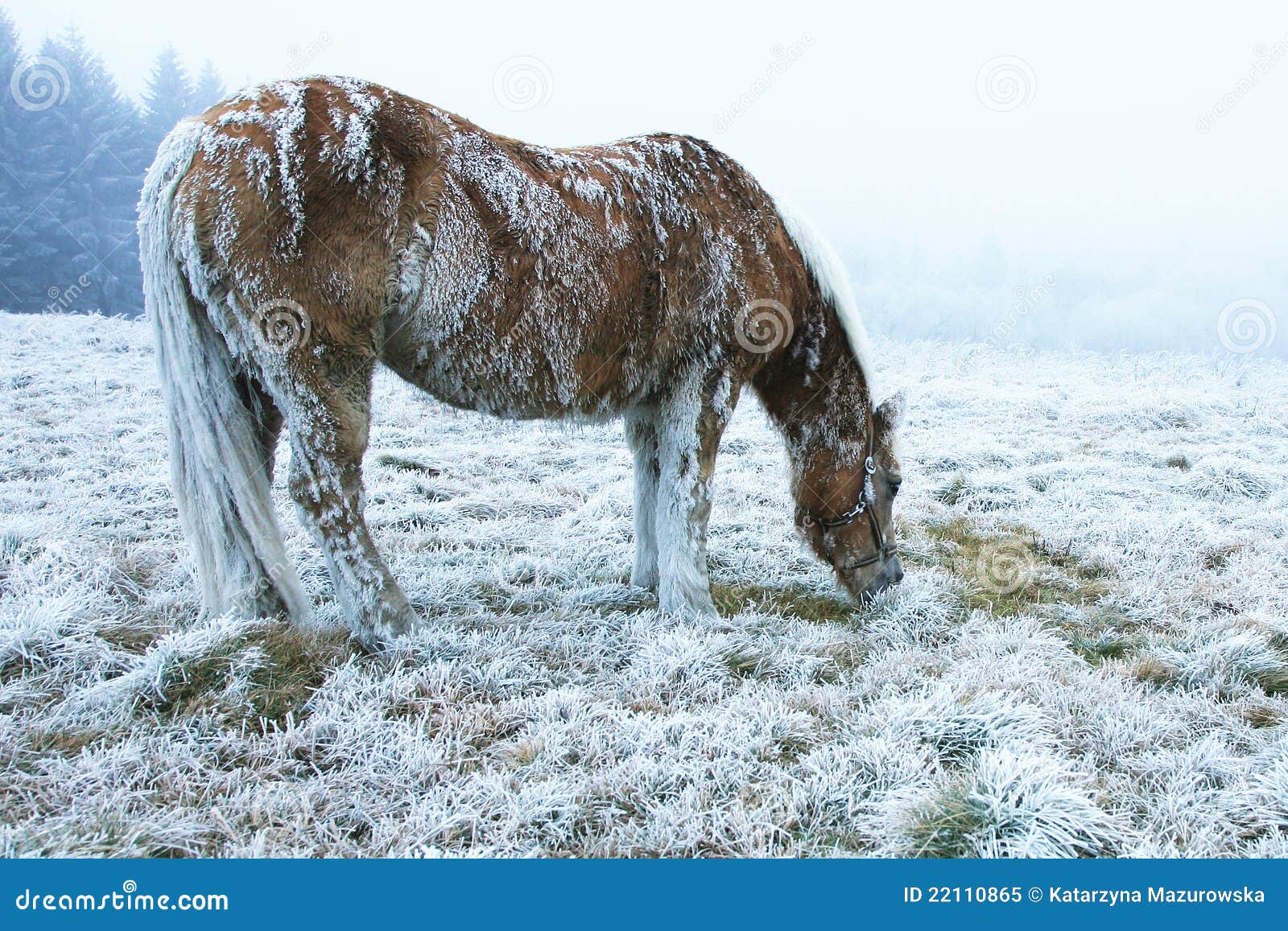 Winter horse stock image. Image of animal, equine, broodmare - 22110865
