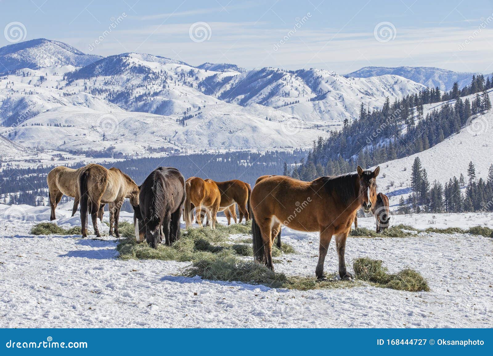 Winter at the horse ranch stock image. Image of horse - 168444727