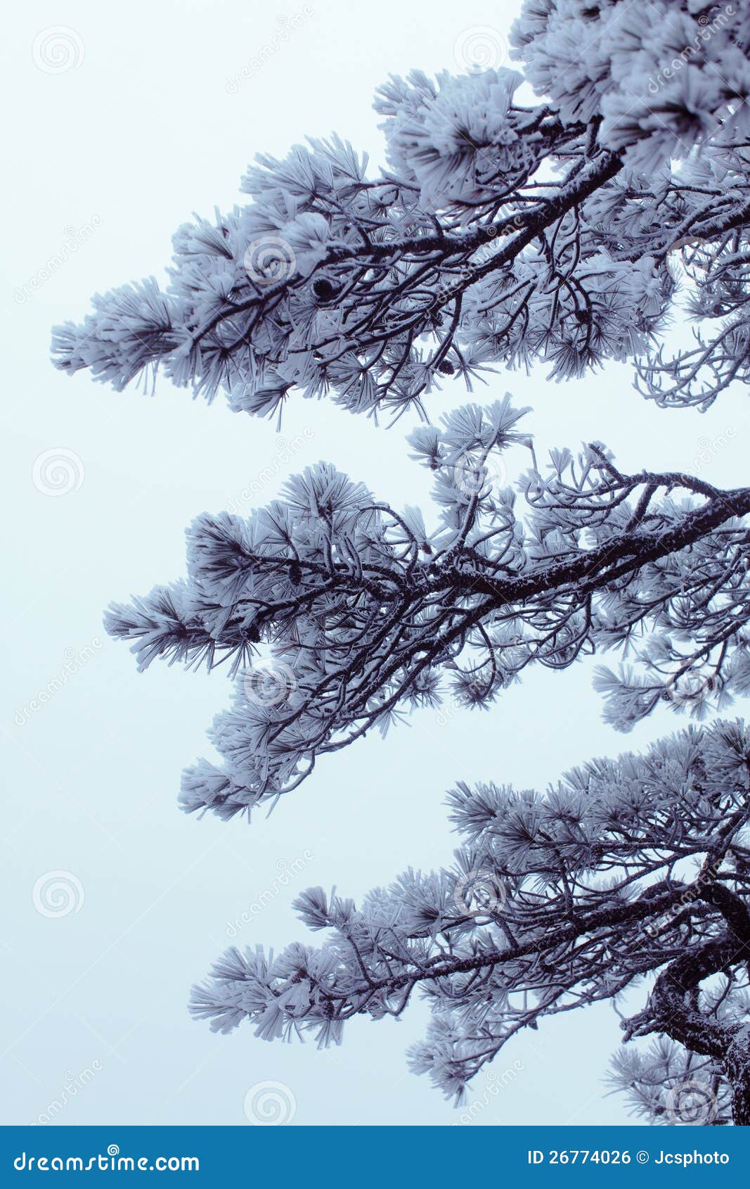 Winter Huangshan - Freezing Tree Stock Photo - Image of peaks, freeze ...