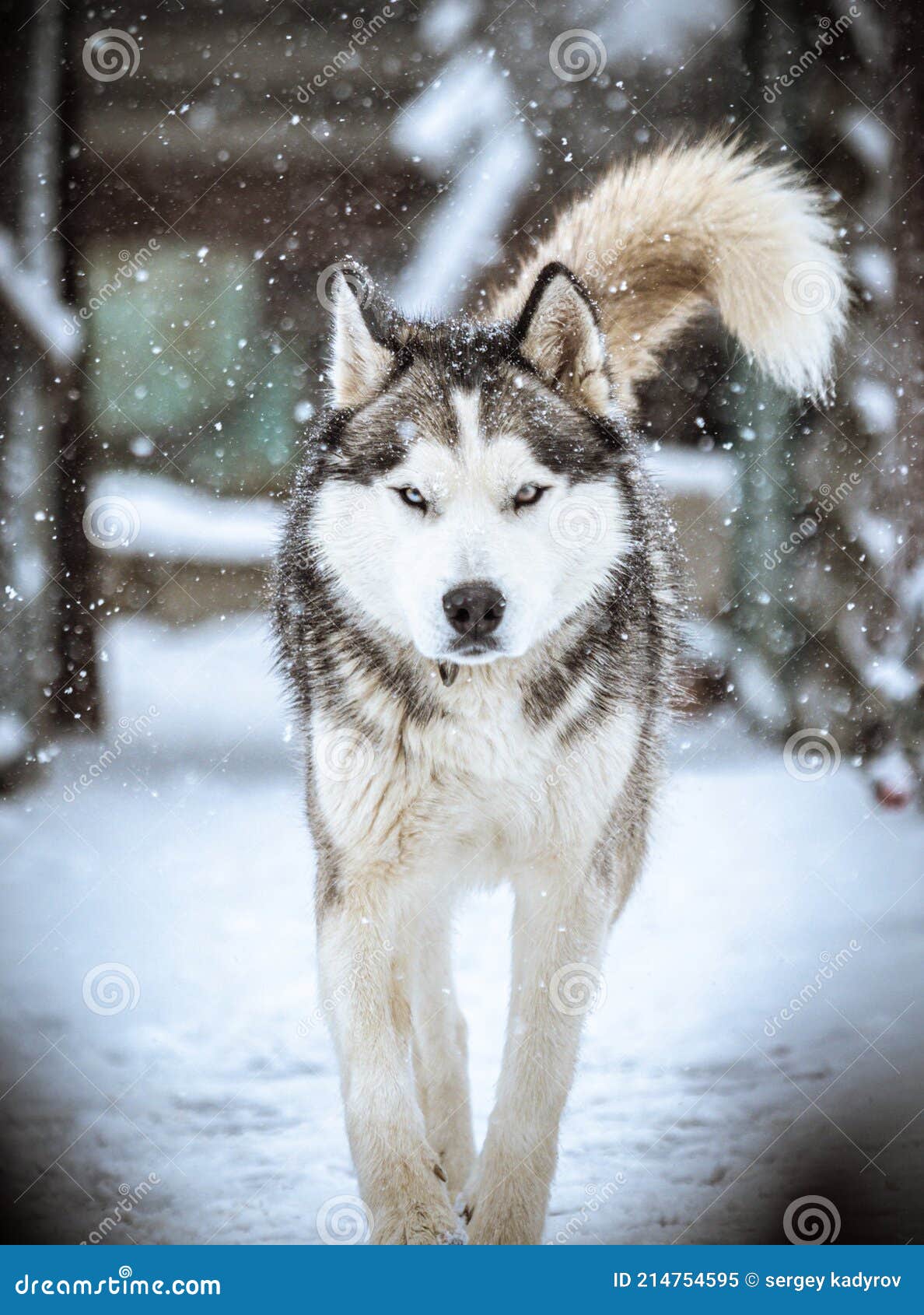 Winter huski wolf stock image. Image of winter, mammal - 214754595