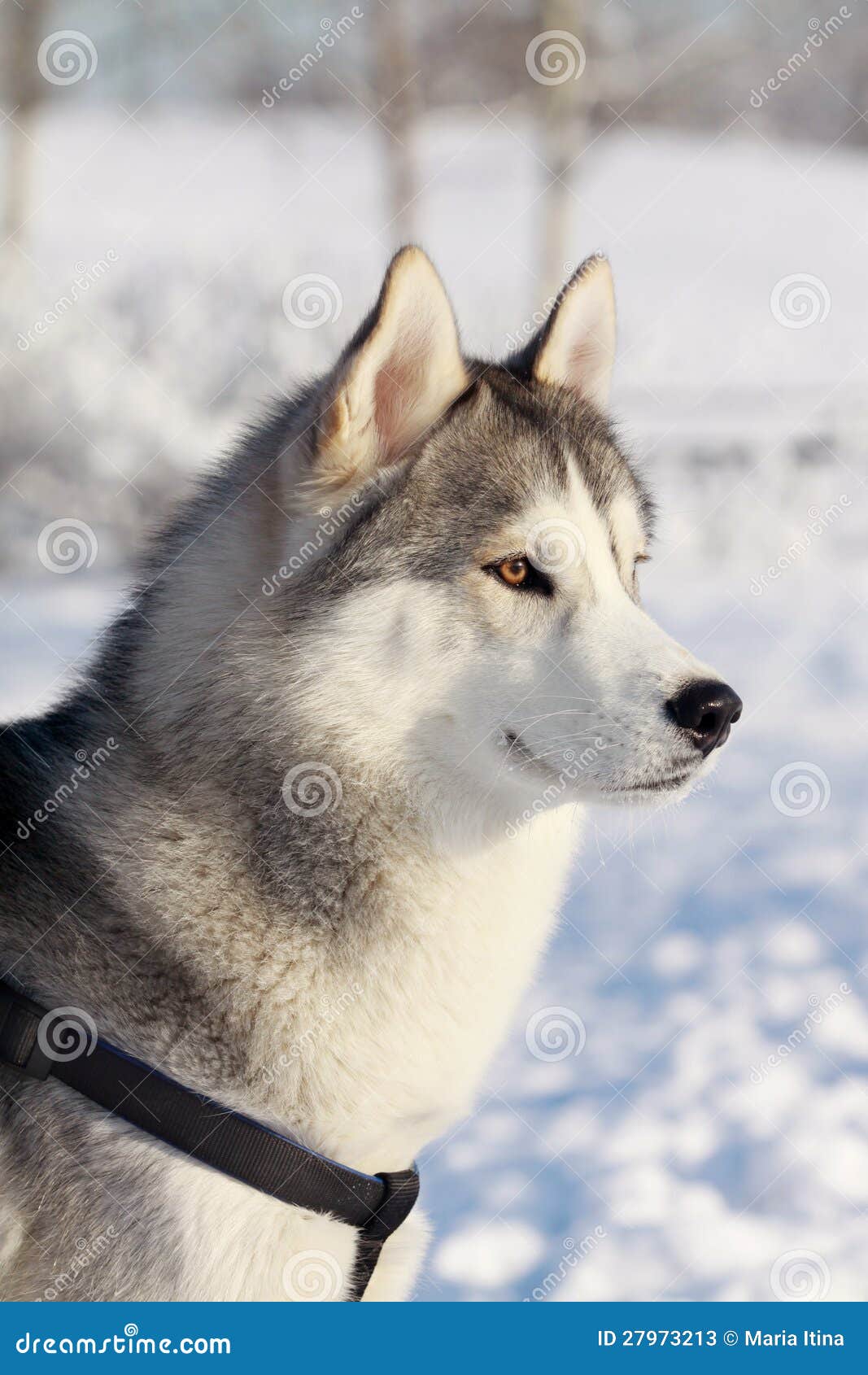 Winter husky stock image. Image of siberian, purebred - 27973213