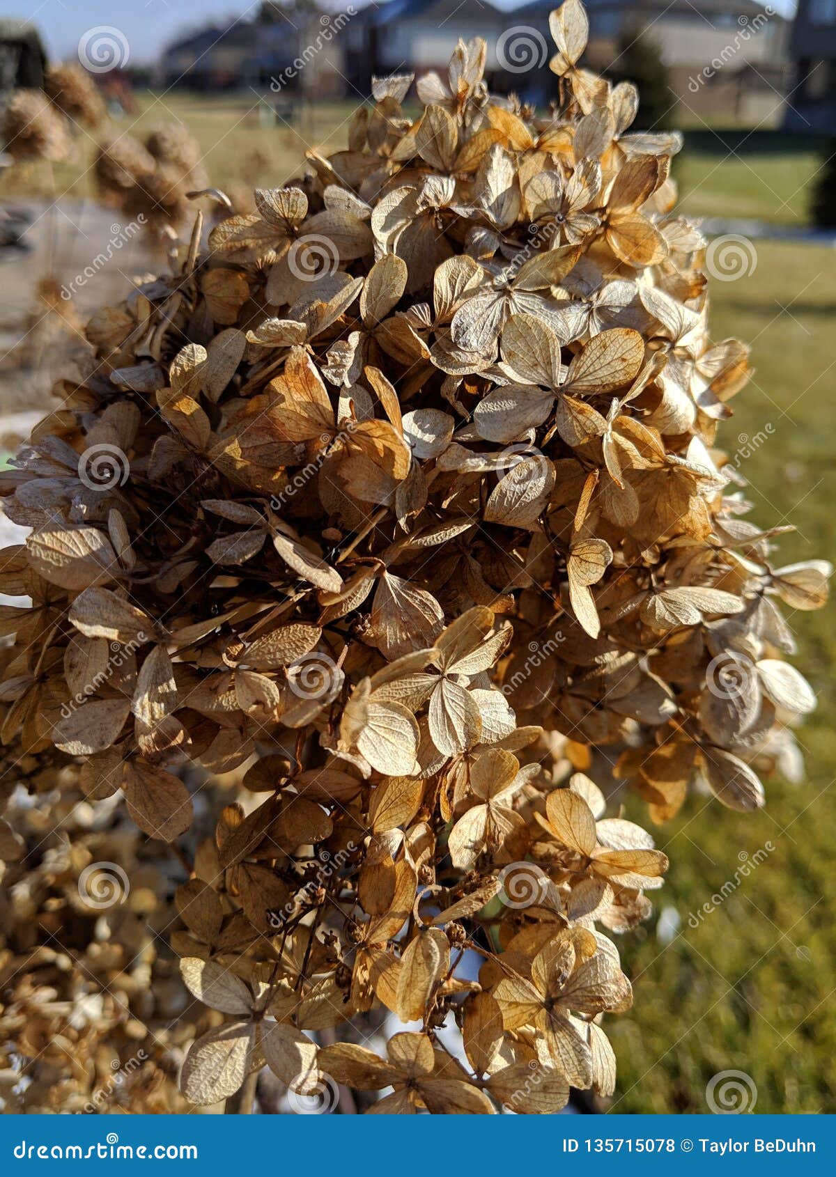 Winter Hydrangeas stock photo. Image of nature, flower - 135715078
