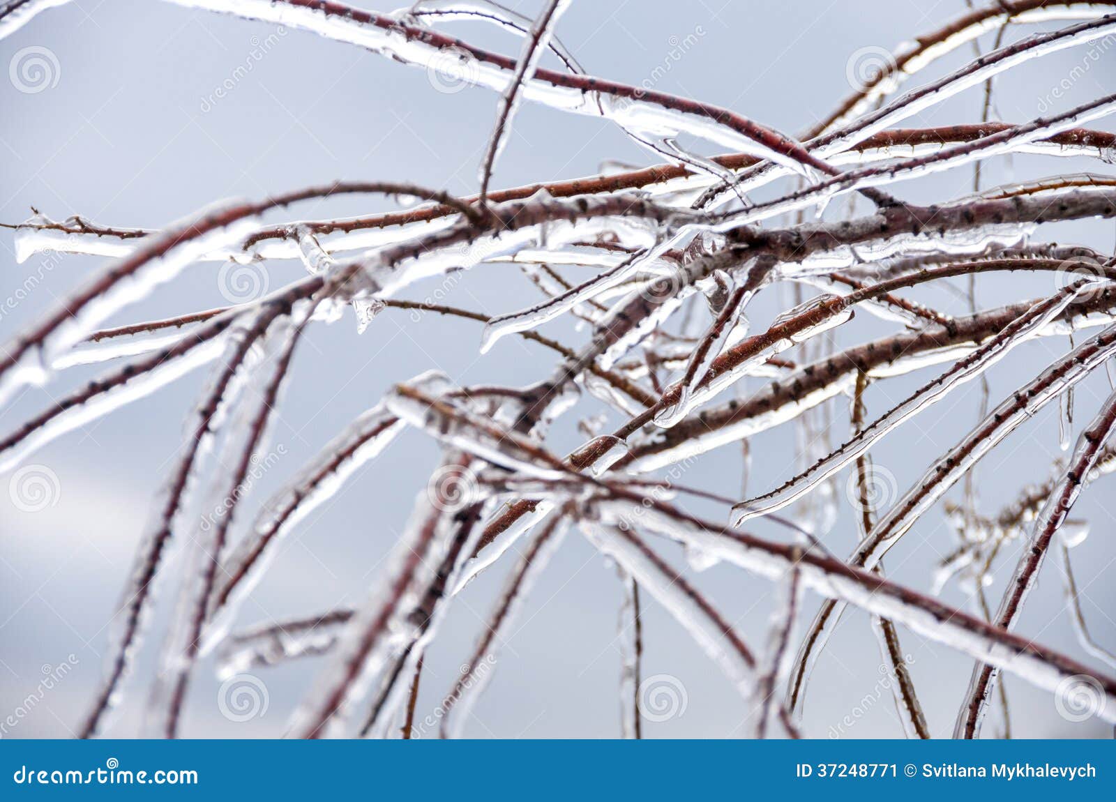 Aesthetic Icy Branches of a Bush. Winter Beauty. Stock Image - Image of ...