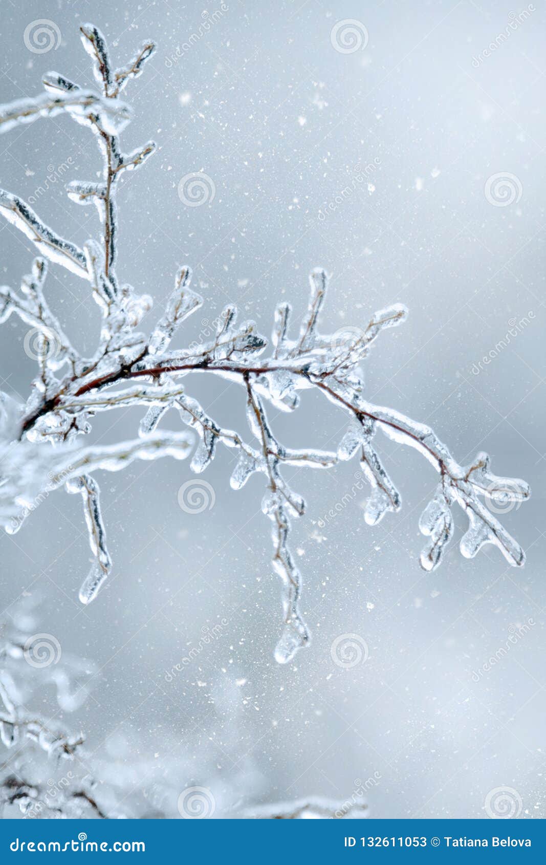 Winter Icy Branch after Freezing Rain on Snow Background Stock Image ...