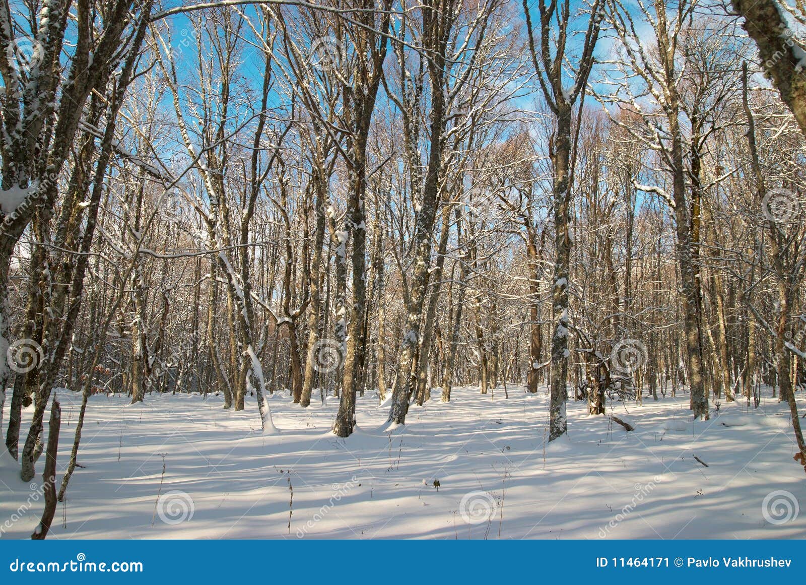 Winter icy forest stock image. Image of holiday, outdoors - 11464171