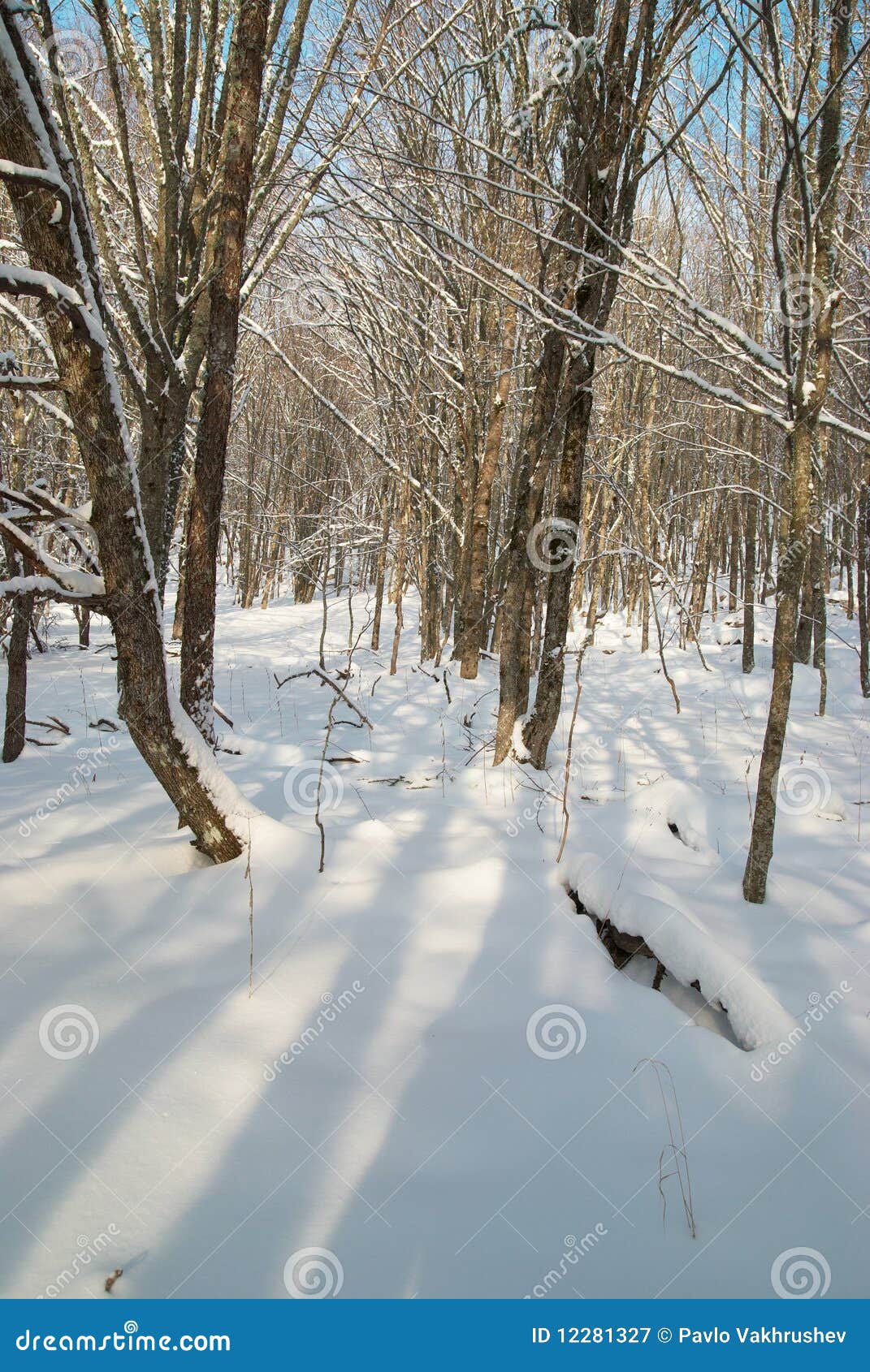 Winter icy forest stock image. Image of cold, landscape - 12281327