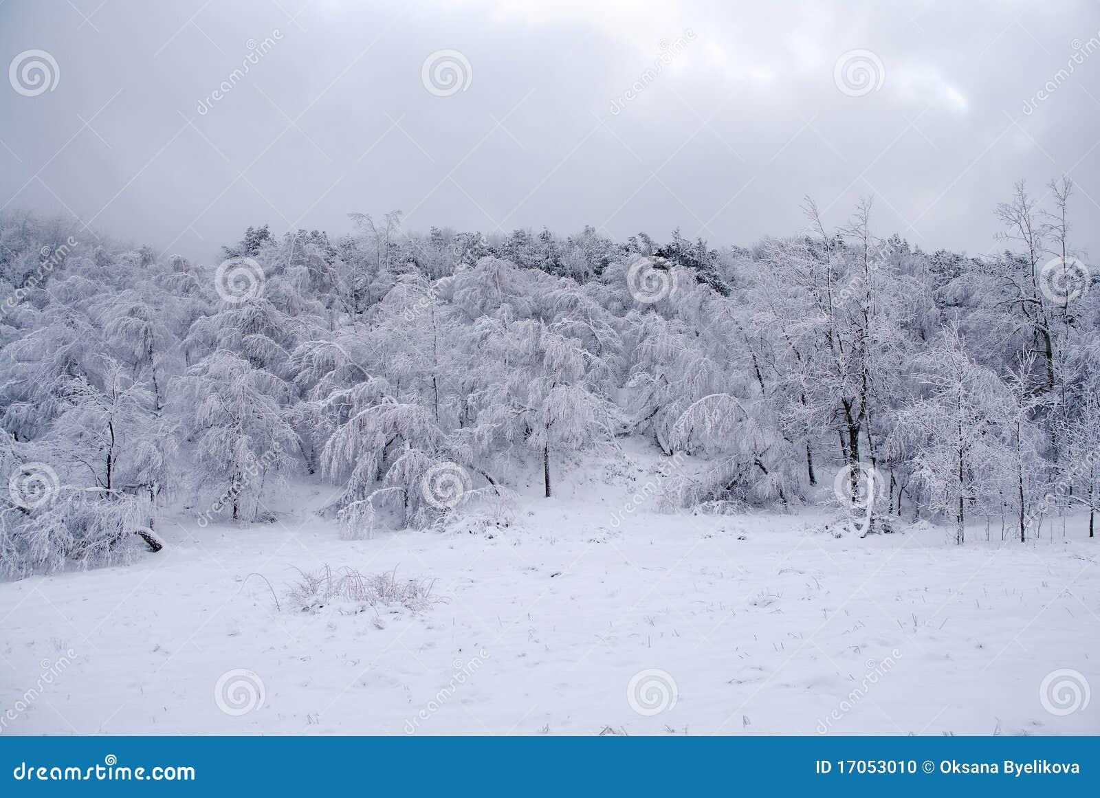 Winter icy forest stock photo. Image of cool, path, road - 17053010