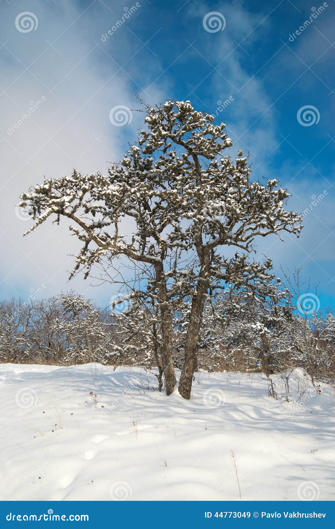 Winter icy forest stock image. Image of branch, background - 44773049