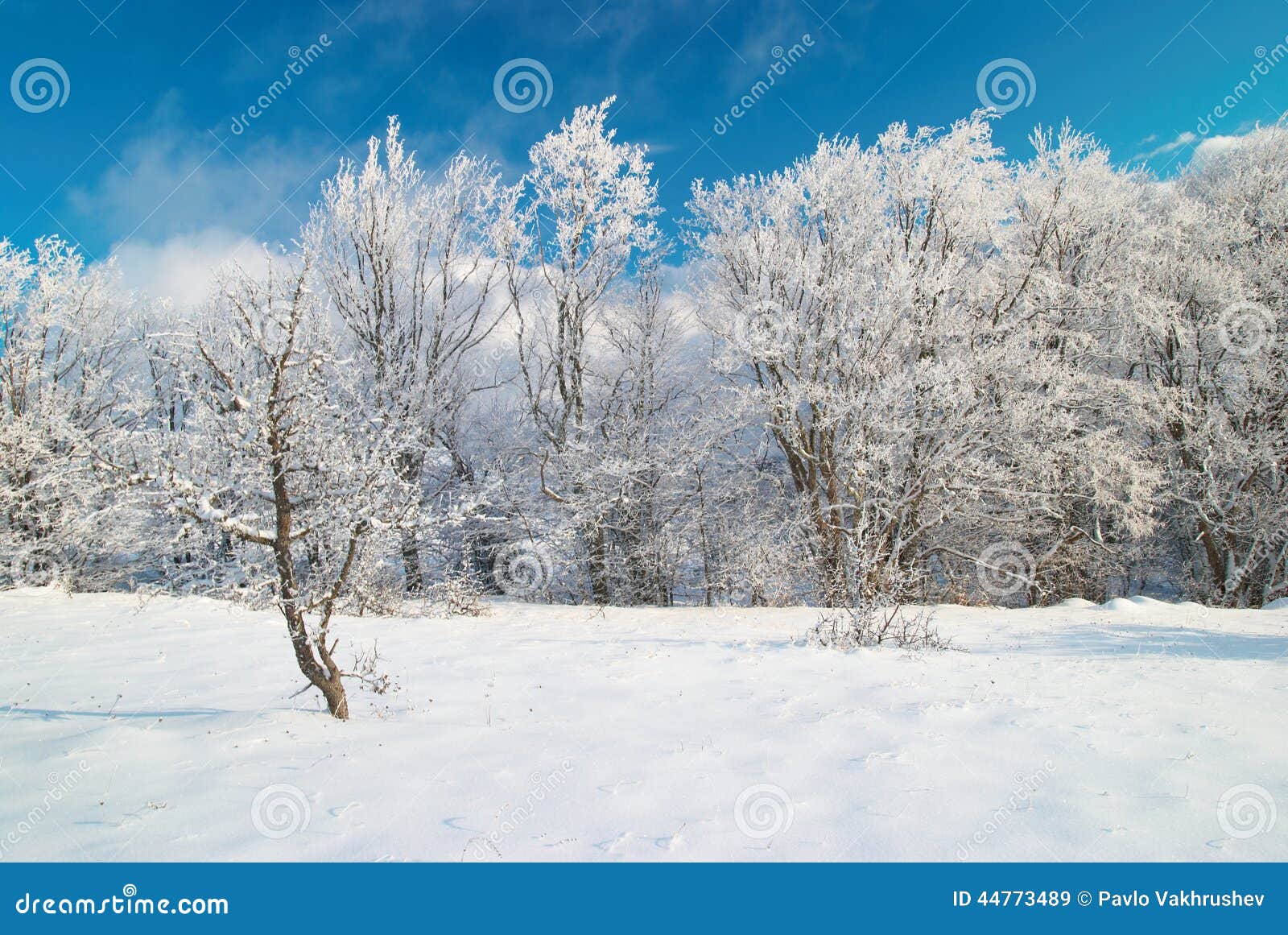 Winter icy forest stock image. Image of park, branch - 44773489