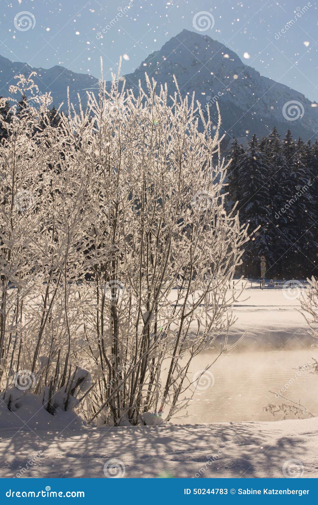 Winter idyll stock image. Image of cold, crystal, plant - 50244783