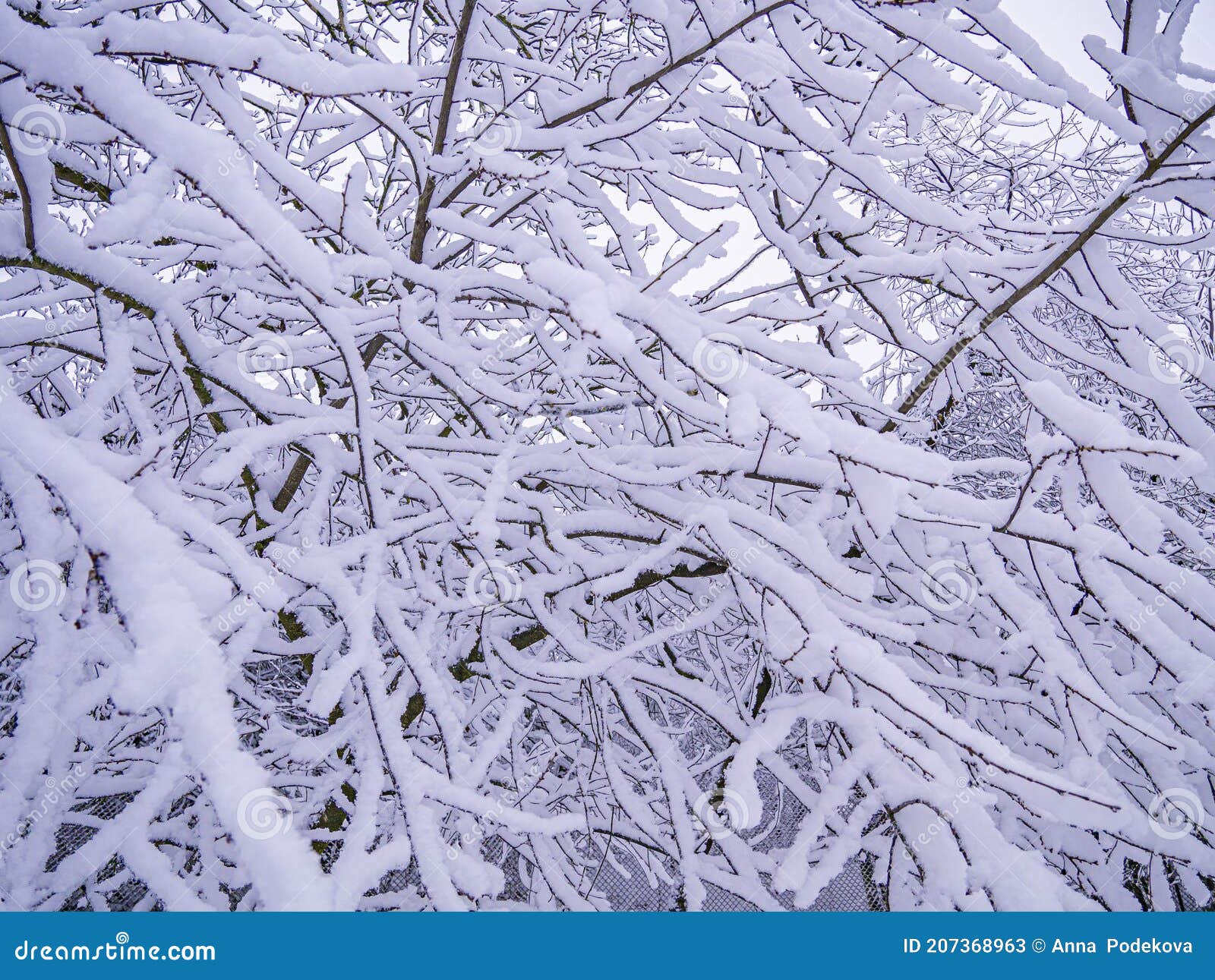 Winter Itself. Snow and Heavy Tree Branches. Stock Image - Image of ...