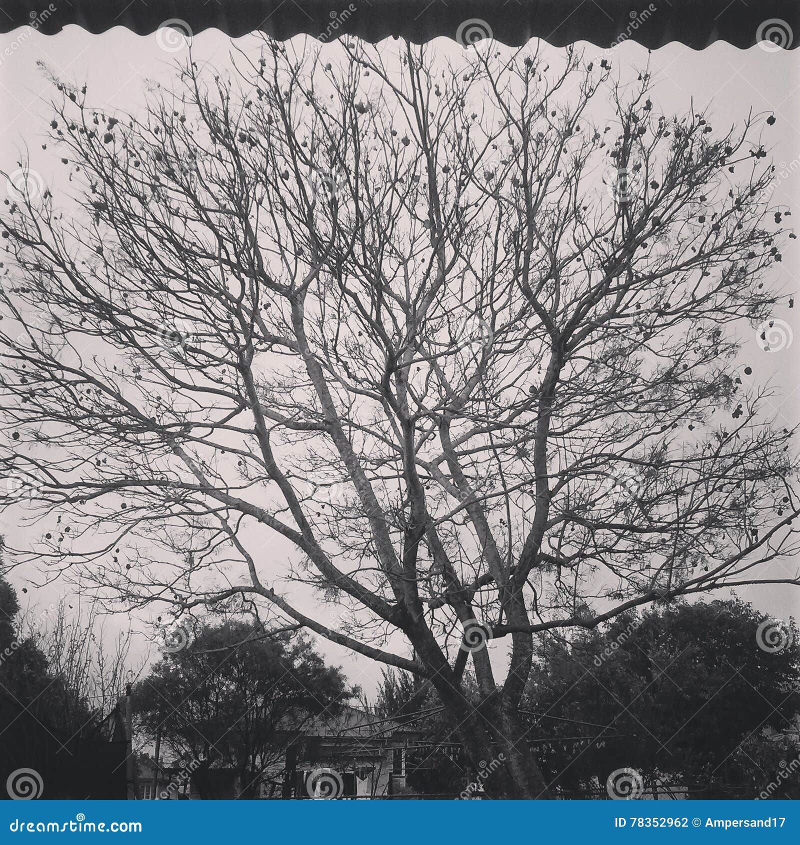 Winter Jacaranda stock photo. Image of rainy, gloomy - 78352962