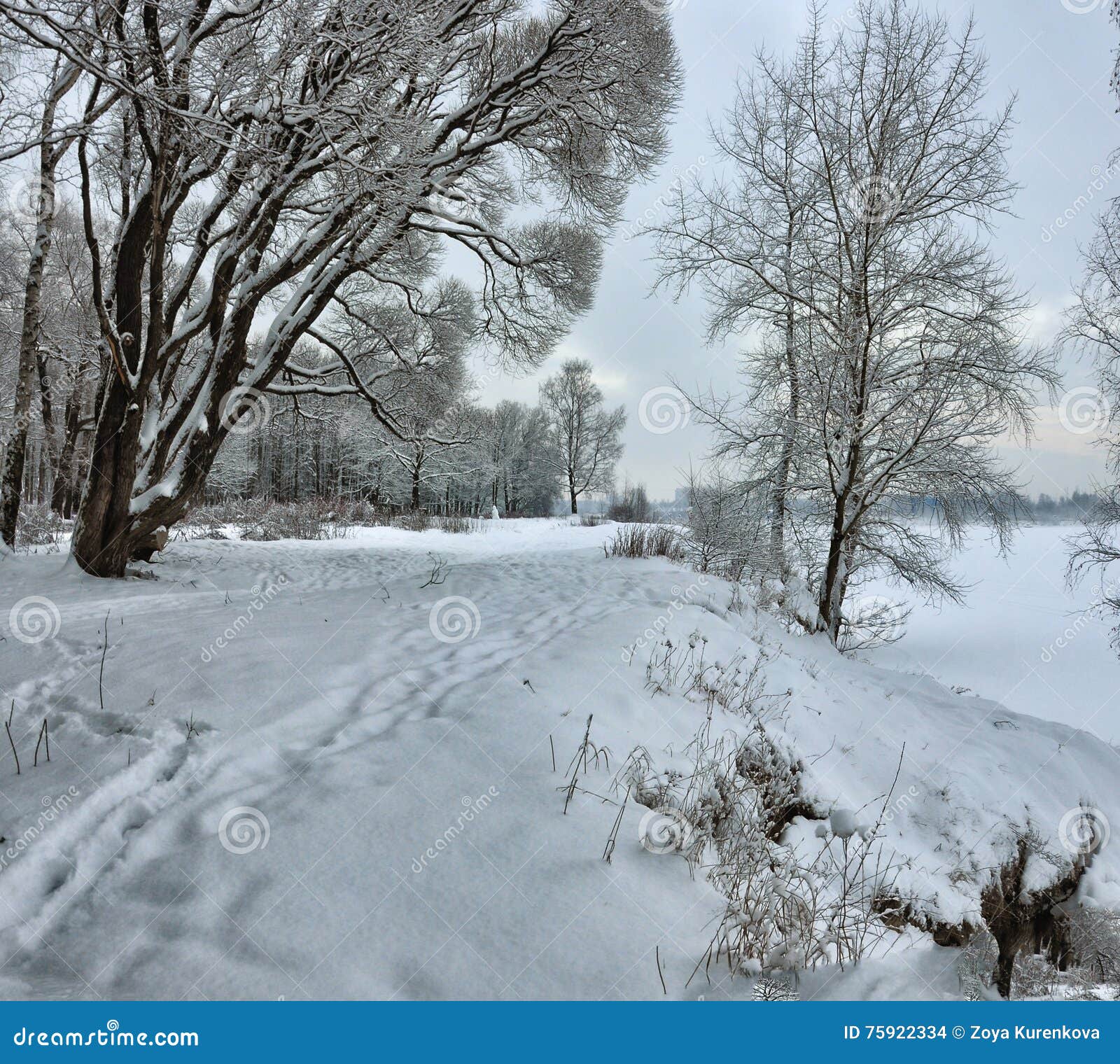 Winter January morning stock photo. Image of landscape - 75922334