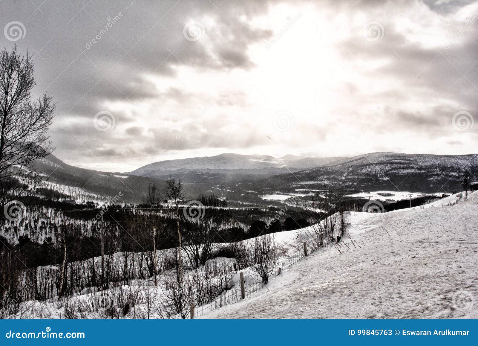 Winter Jotunheimen National Park Stock Image - Image of pinaceae ...