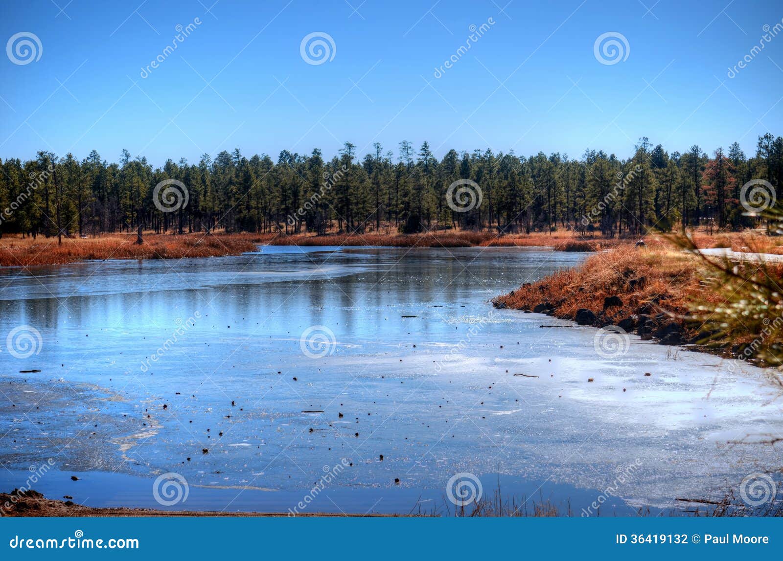 Winter Lake stock photo. Image of beautiful, pine, forest - 36419132