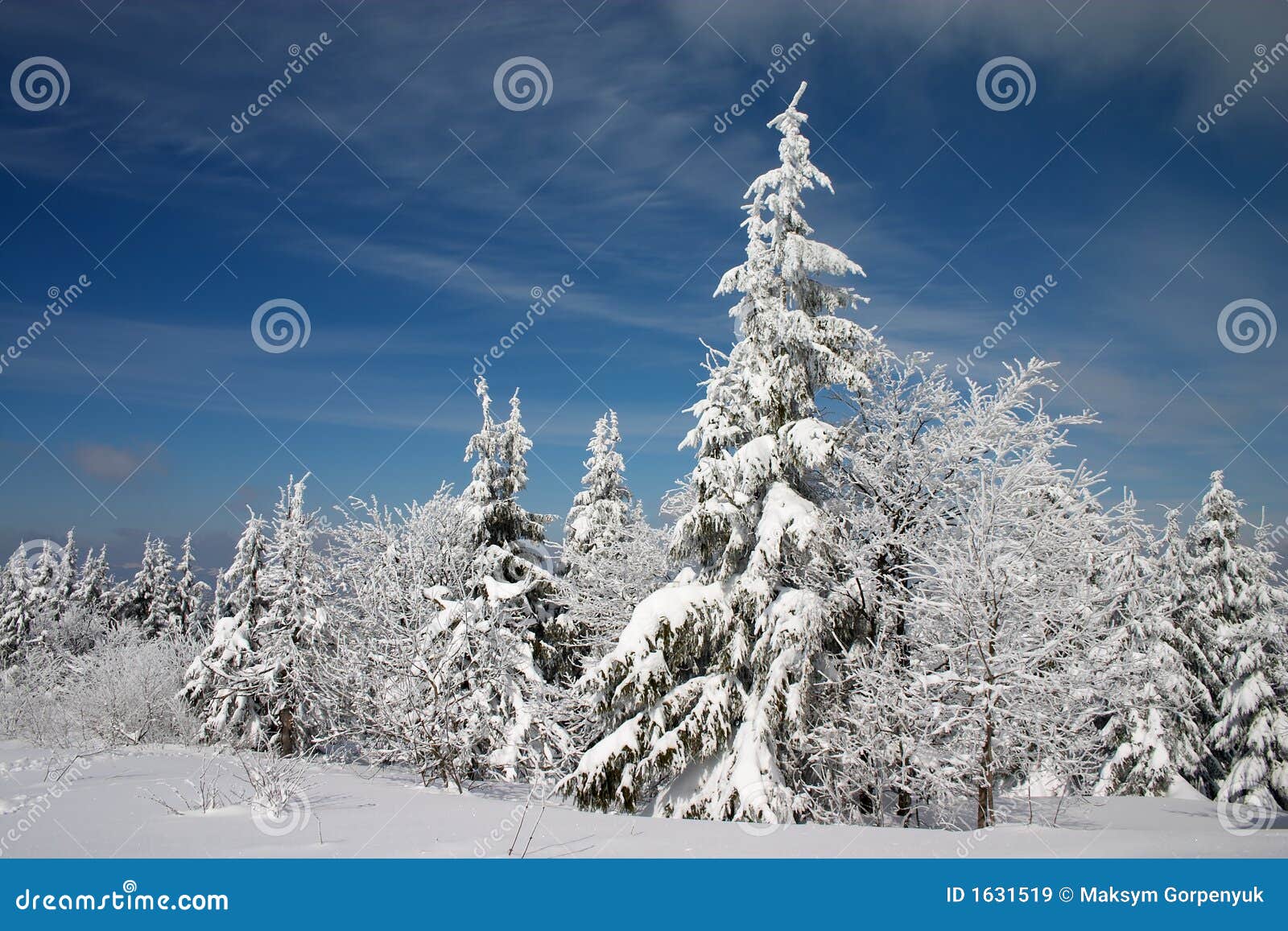 Winter Land and Snowy Trees Stock Image - Image of cold, snowing: 1631519