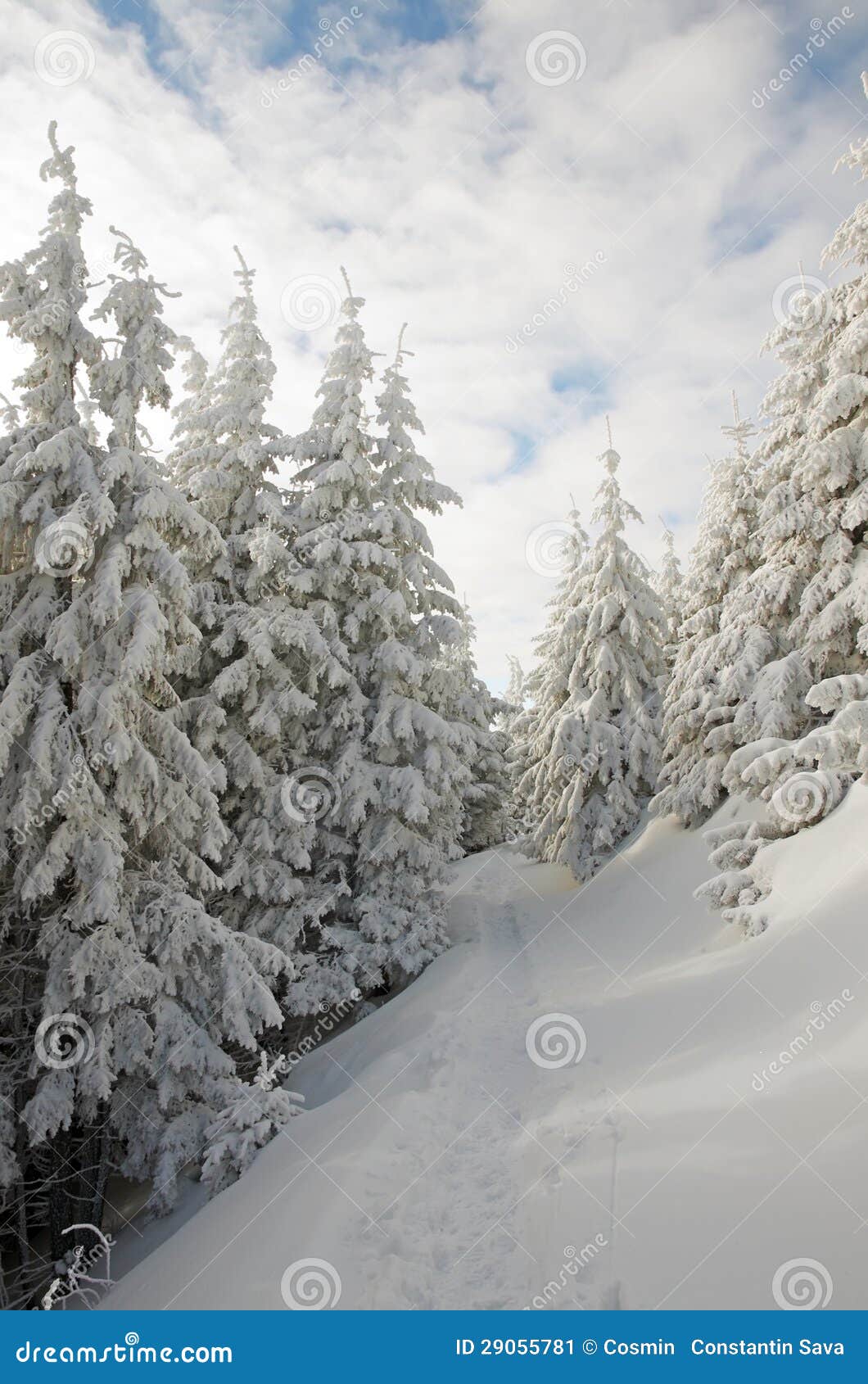 Winter land and trees stock image. Image of decoration - 29055781