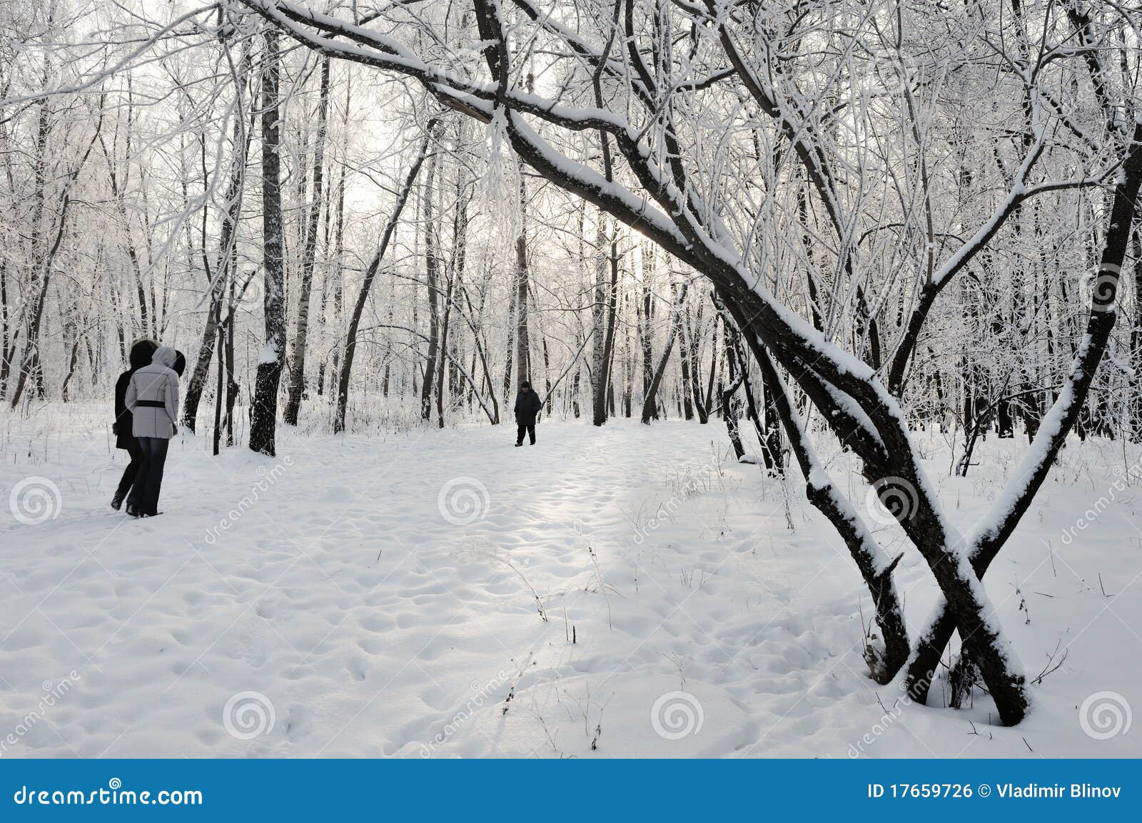 Winter landscape stock photo. Image of february, trees - 17659726