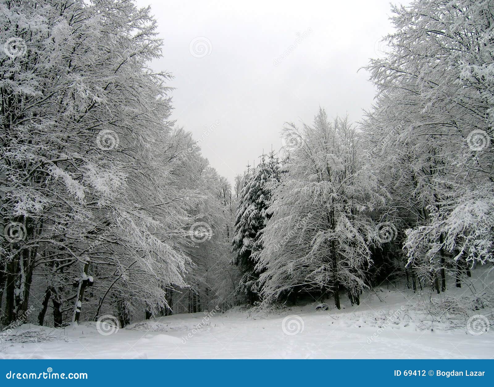Winter landscape stock photo. Image of cover, frozen, trees - 69412