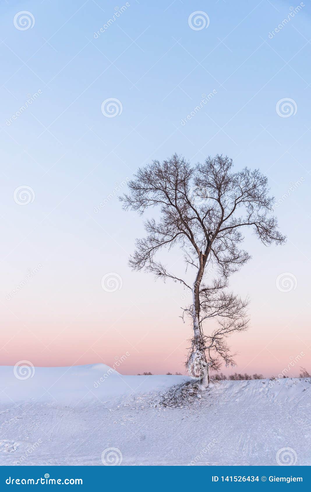 Winter Landscape with Alone Tree, Dry Tree without Leaf with Sunset Sky ...