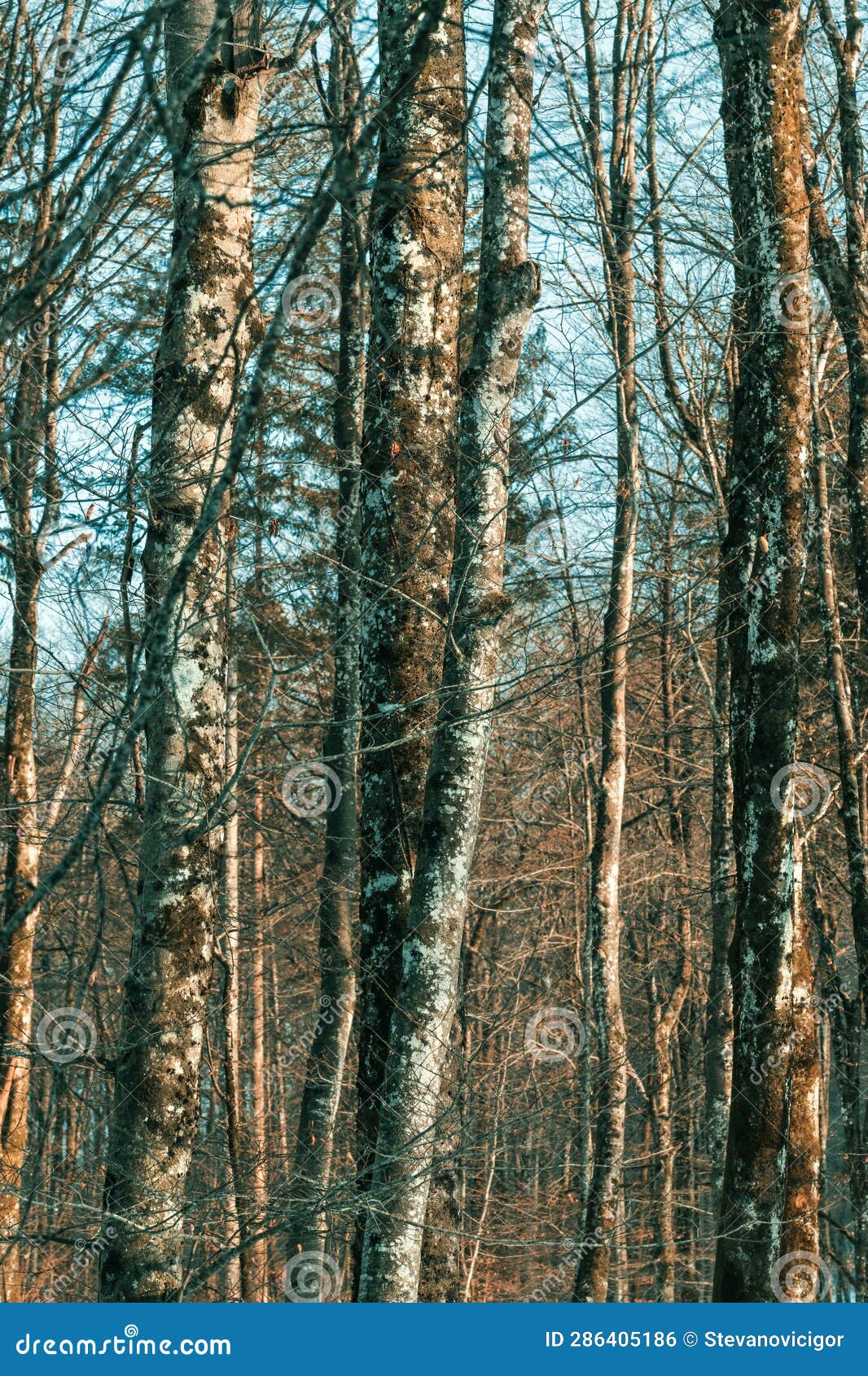 Winter Landscape of Bare Deciduous Tree Trunks in a Dense Forest Stock ...