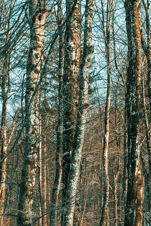 Winter Landscape of Bare Deciduous Tree Trunks in a Dense Forest Stock ...
