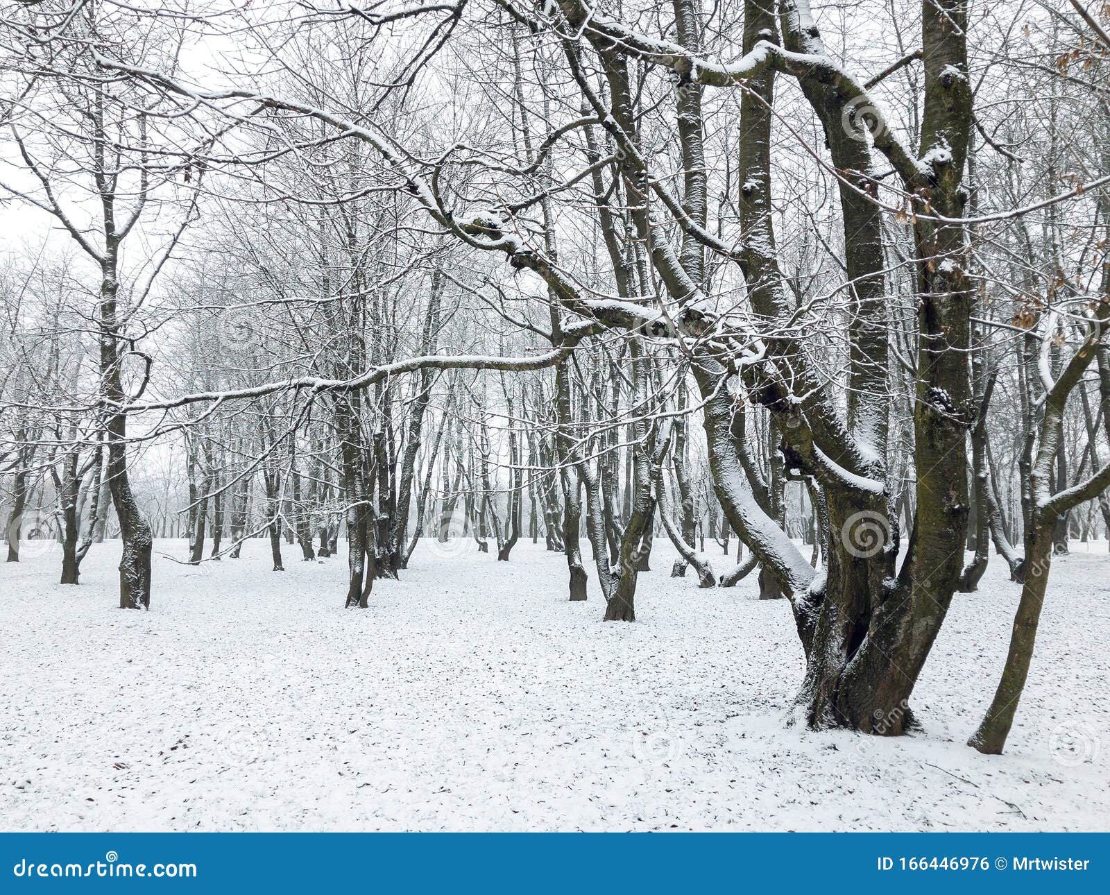 Winter Landscape with Bare Trees Covered with First Snow Stock Photo ...