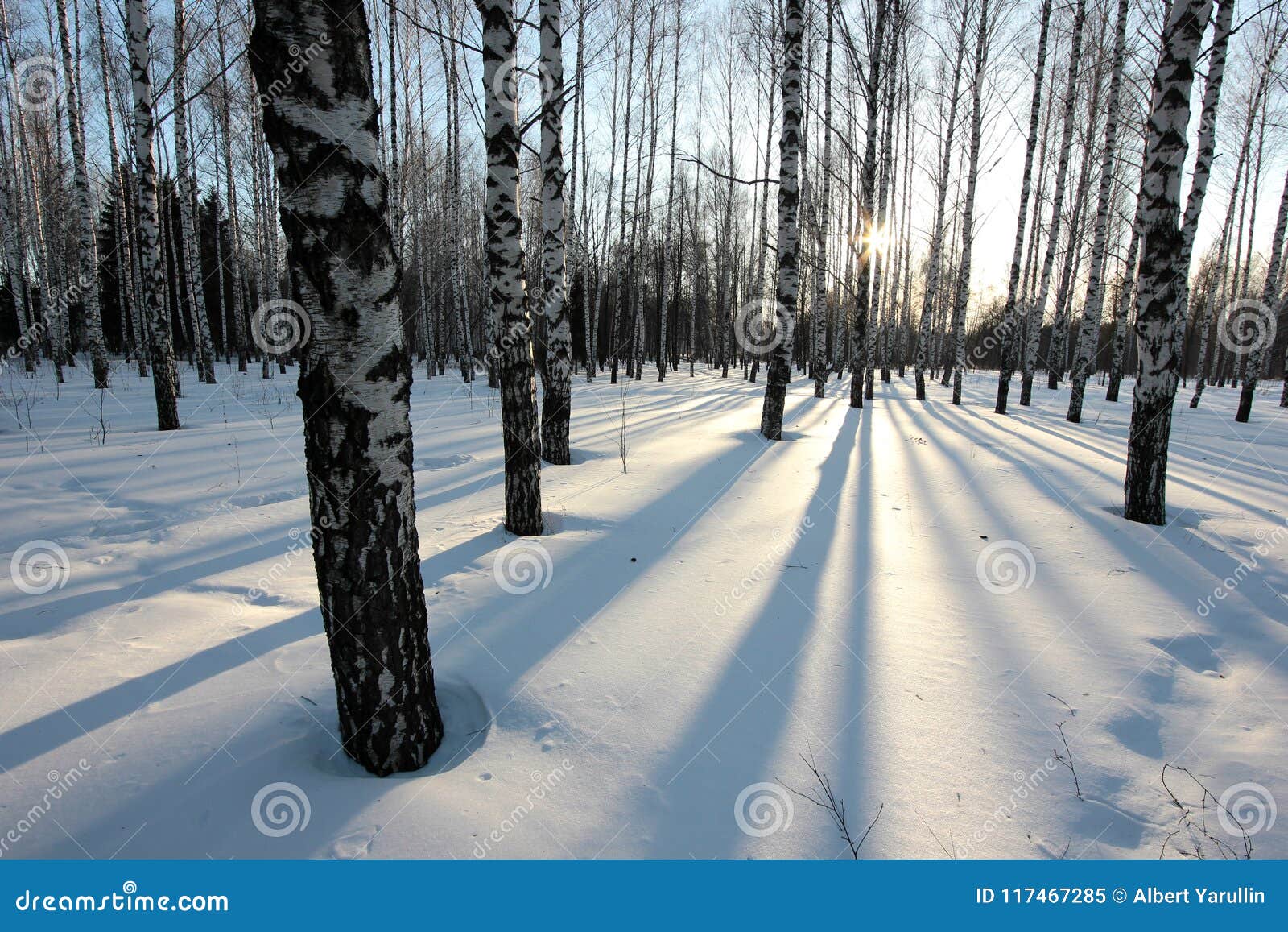 Birch Trees in the Setting Sun in the Winter Park Stock Image - Image ...