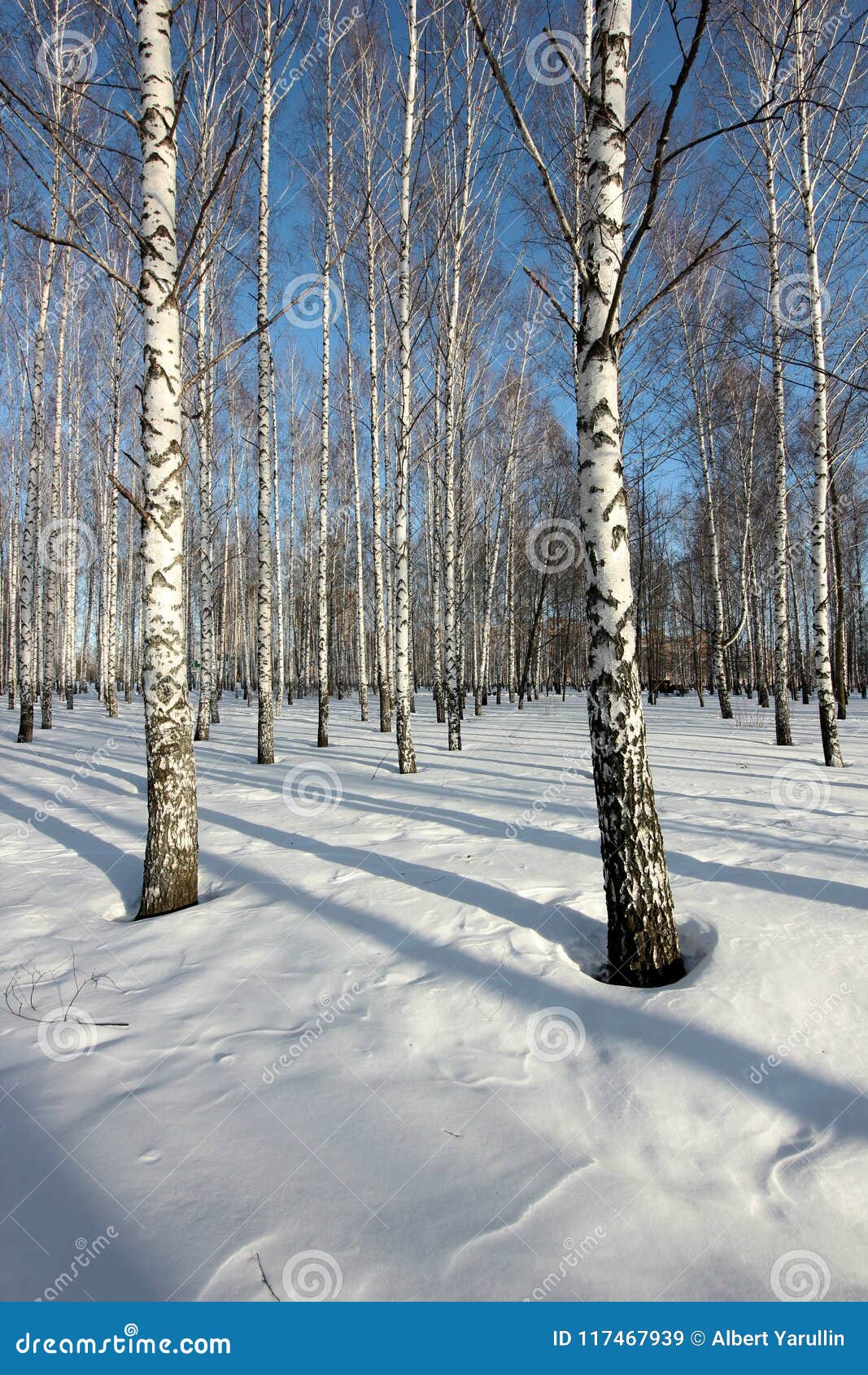 Birch Trees in the Setting Sun in the Winter Park Stock Image - Image ...