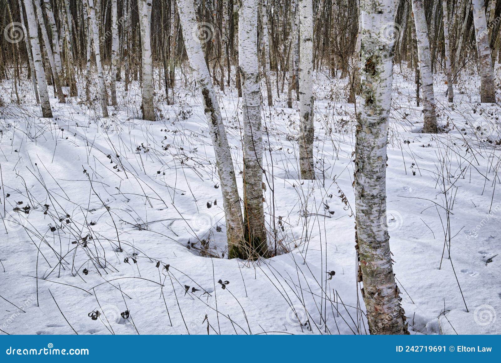 Winter Landscape with Birch Trees in the Park Stock Image - Image of ...
