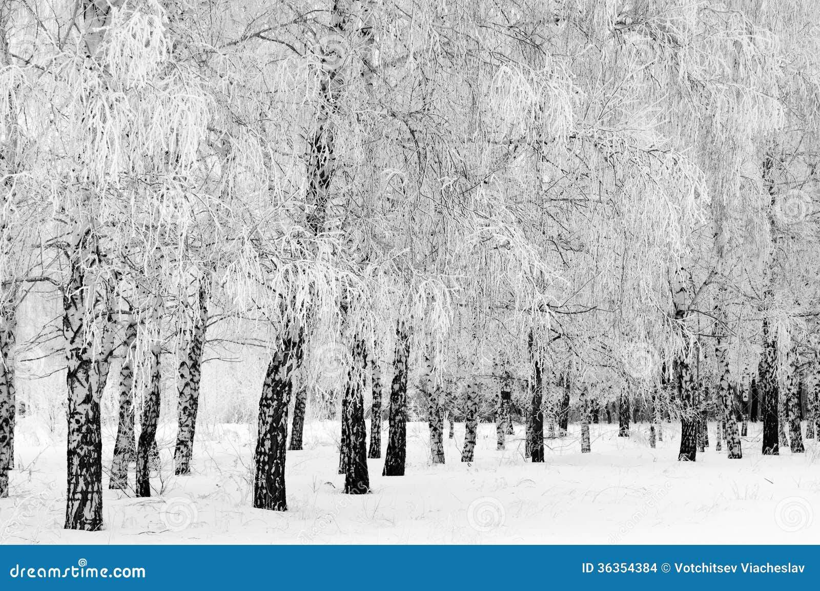 Winter landscape stock photo. Image of park, black, nonurban - 36354384