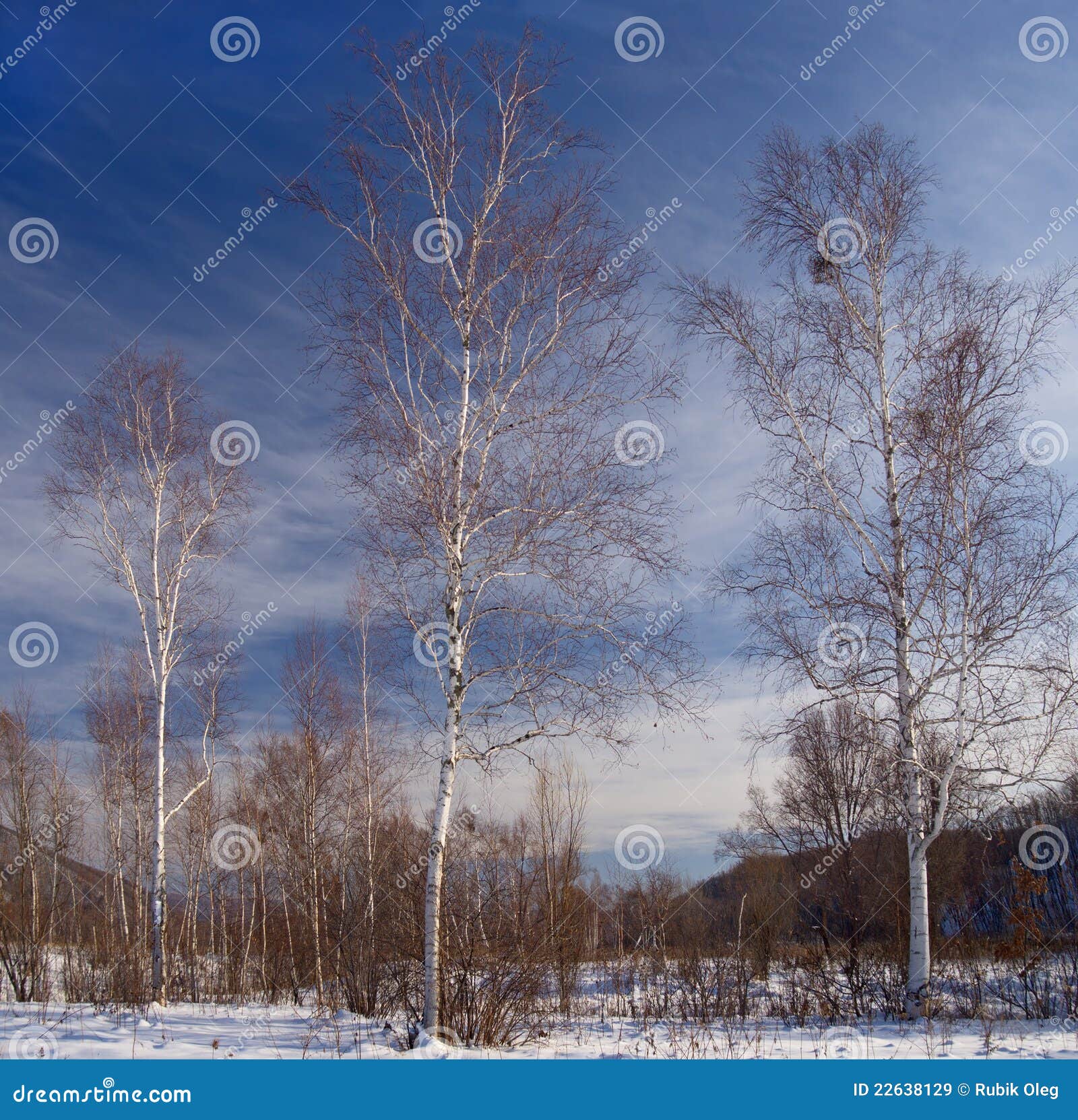 Winter Landscape with Birches Stock Image - Image of grove, deserted ...