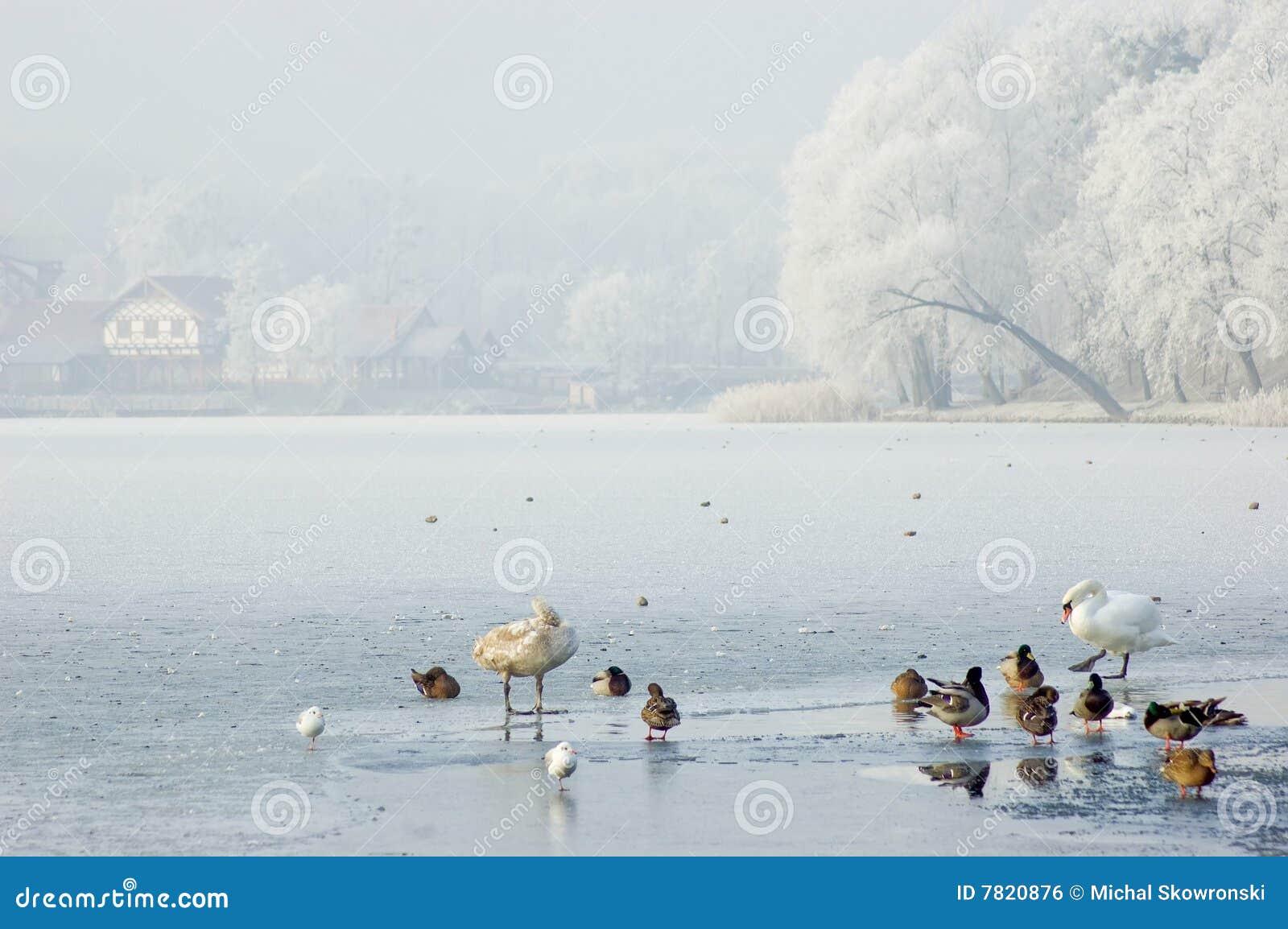 Winter Landscape with Birds Stock Photo - Image of winter, greenhead ...