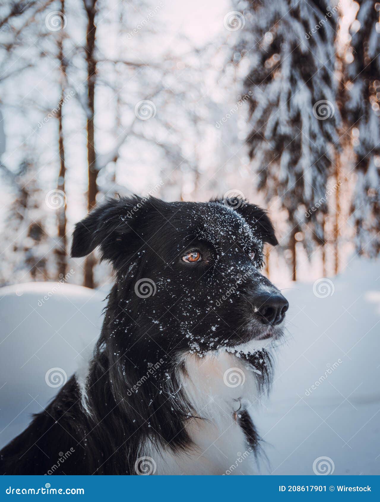 Winter Landscape of Border Collie Sitting in the Snow Stock Image ...