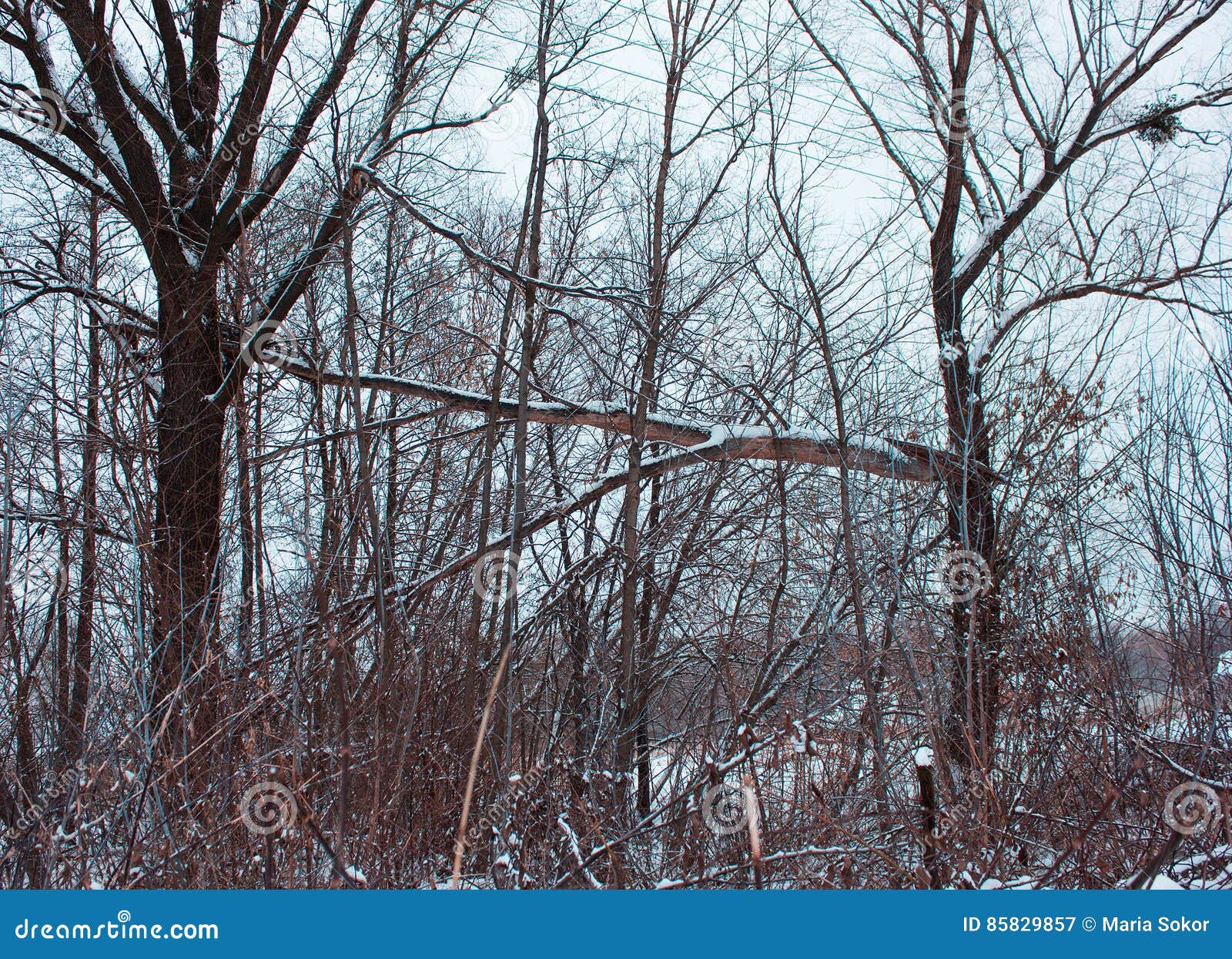 Winter Landscape. Broken Tree Stock Image - Image of nature, damage ...