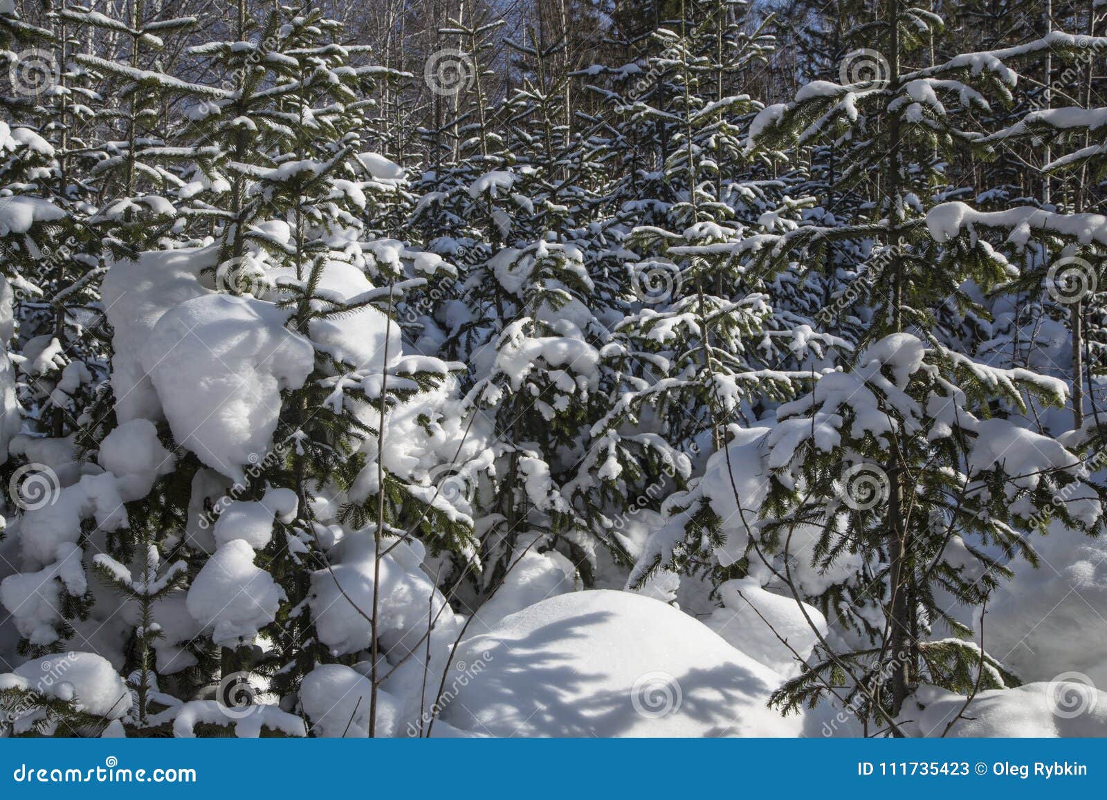 Winter Landscape of a Christmas Tree with Snow in the Forest. Stock ...