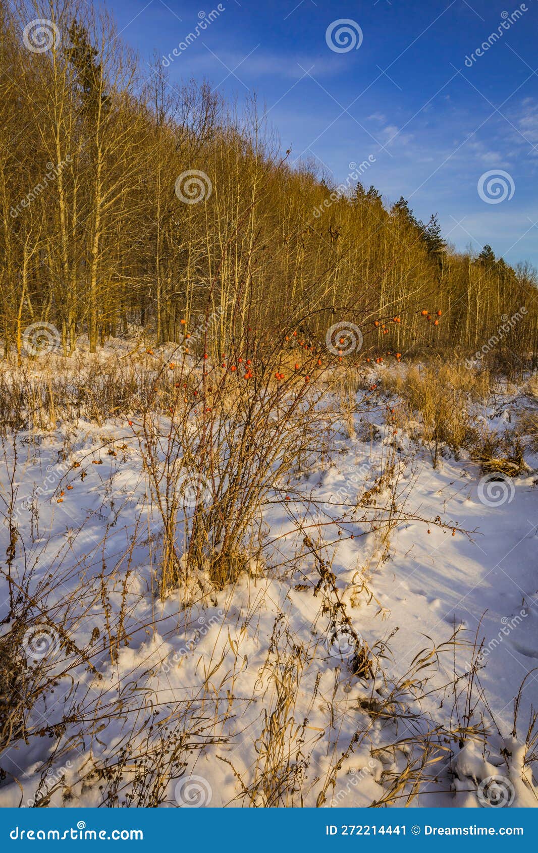 Winter Landscape in the Countryside Stock Image - Image of scene ...