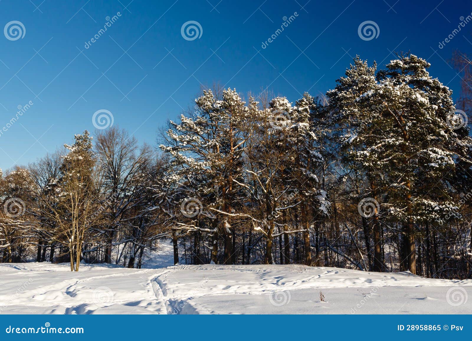 Winter Landscape with Covered Snow Trees Stock Image - Image of forest ...