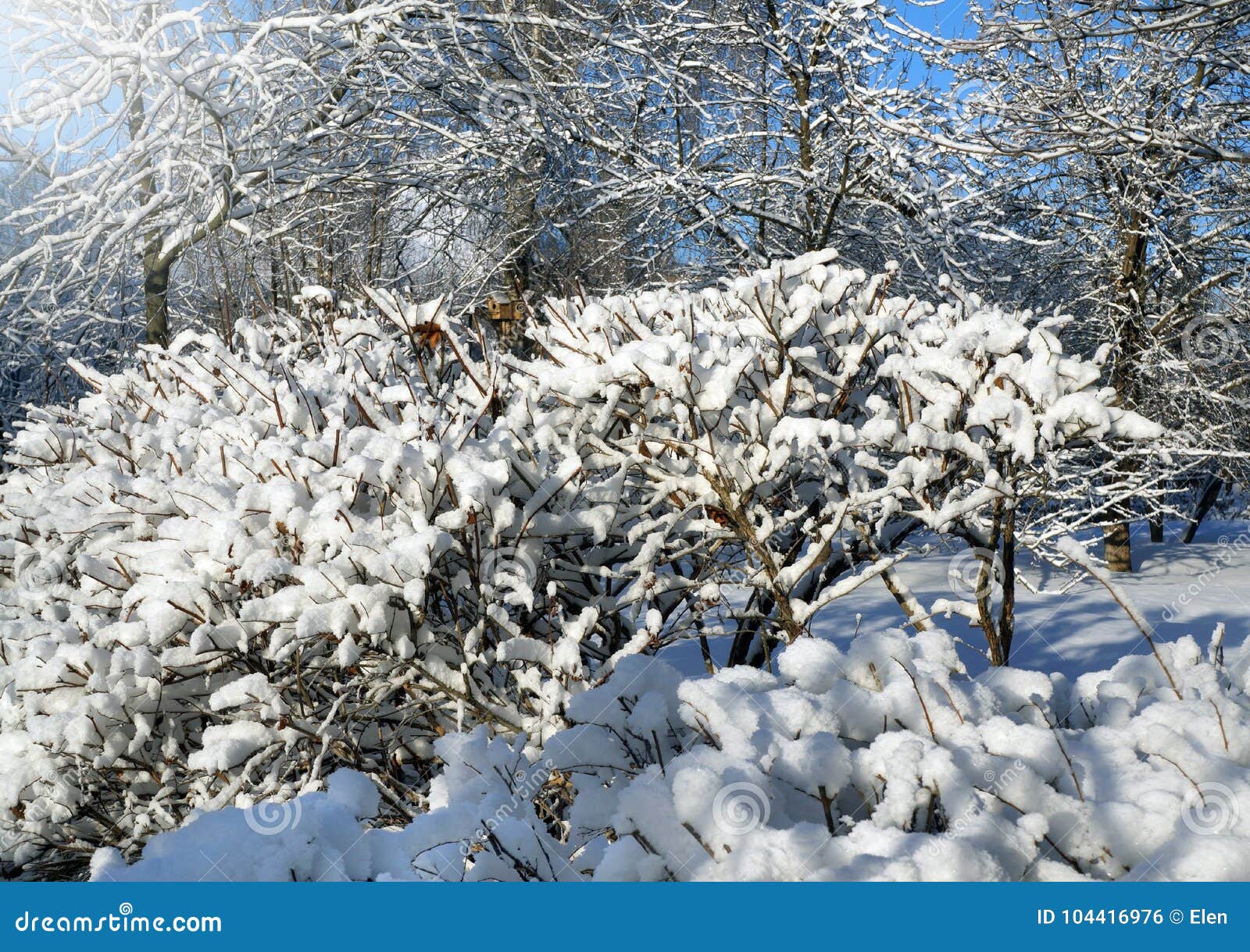 Winter landscape, december stock photo. Image of hoar - 104416976