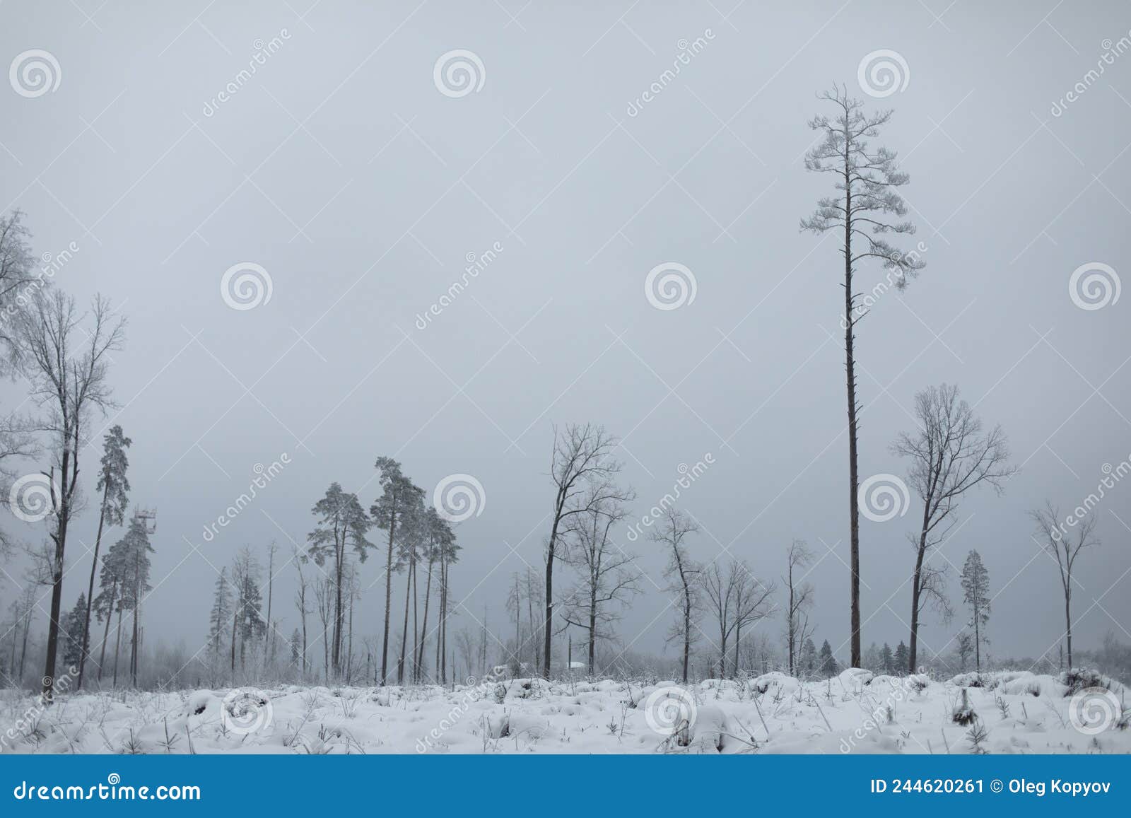 Winter Landscape. Deforestation in Winter. Field in Snow. Stock Image ...