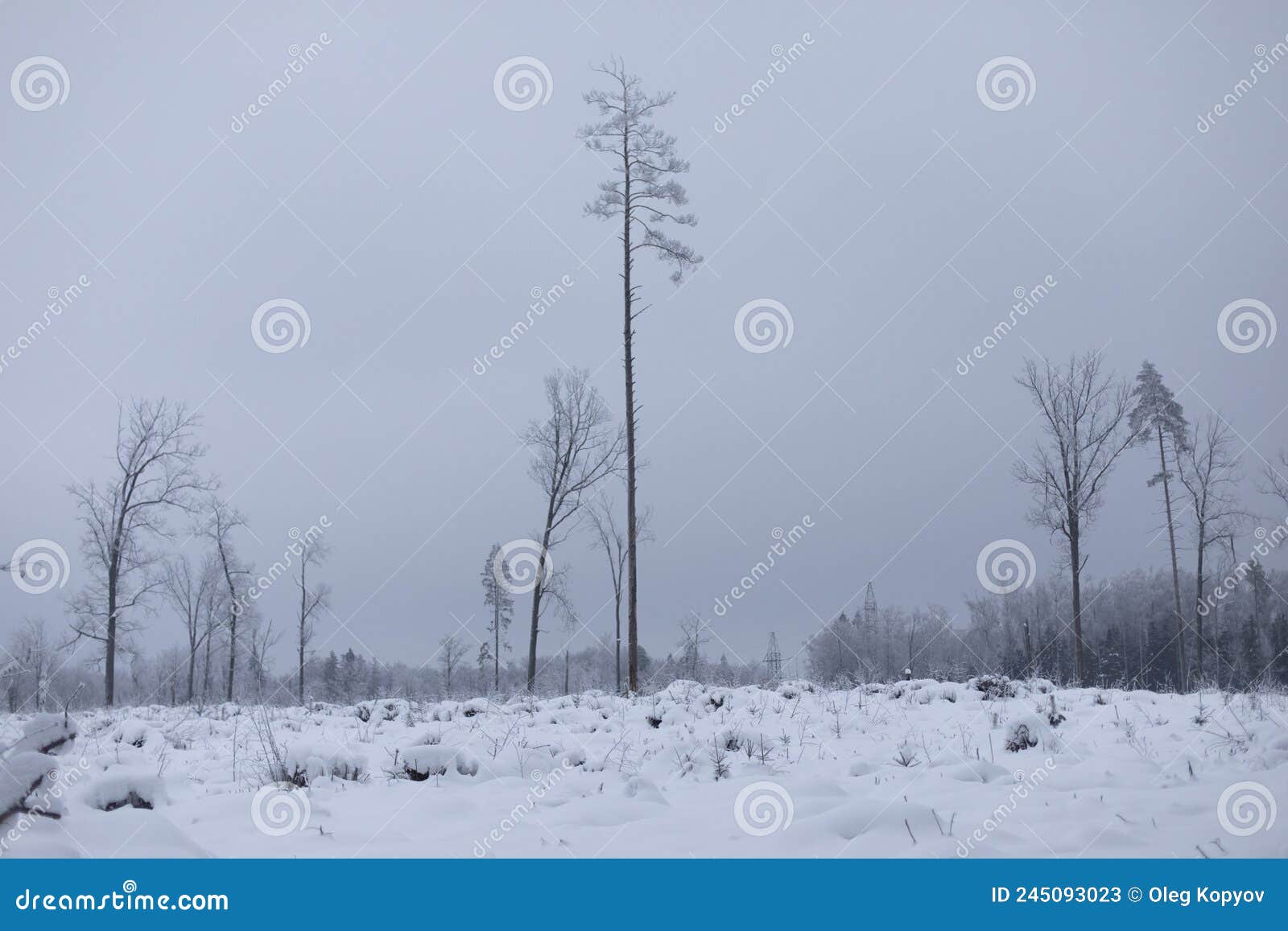 Winter Landscape. Deforestation in Winter. Field in Snow. Stock Image ...